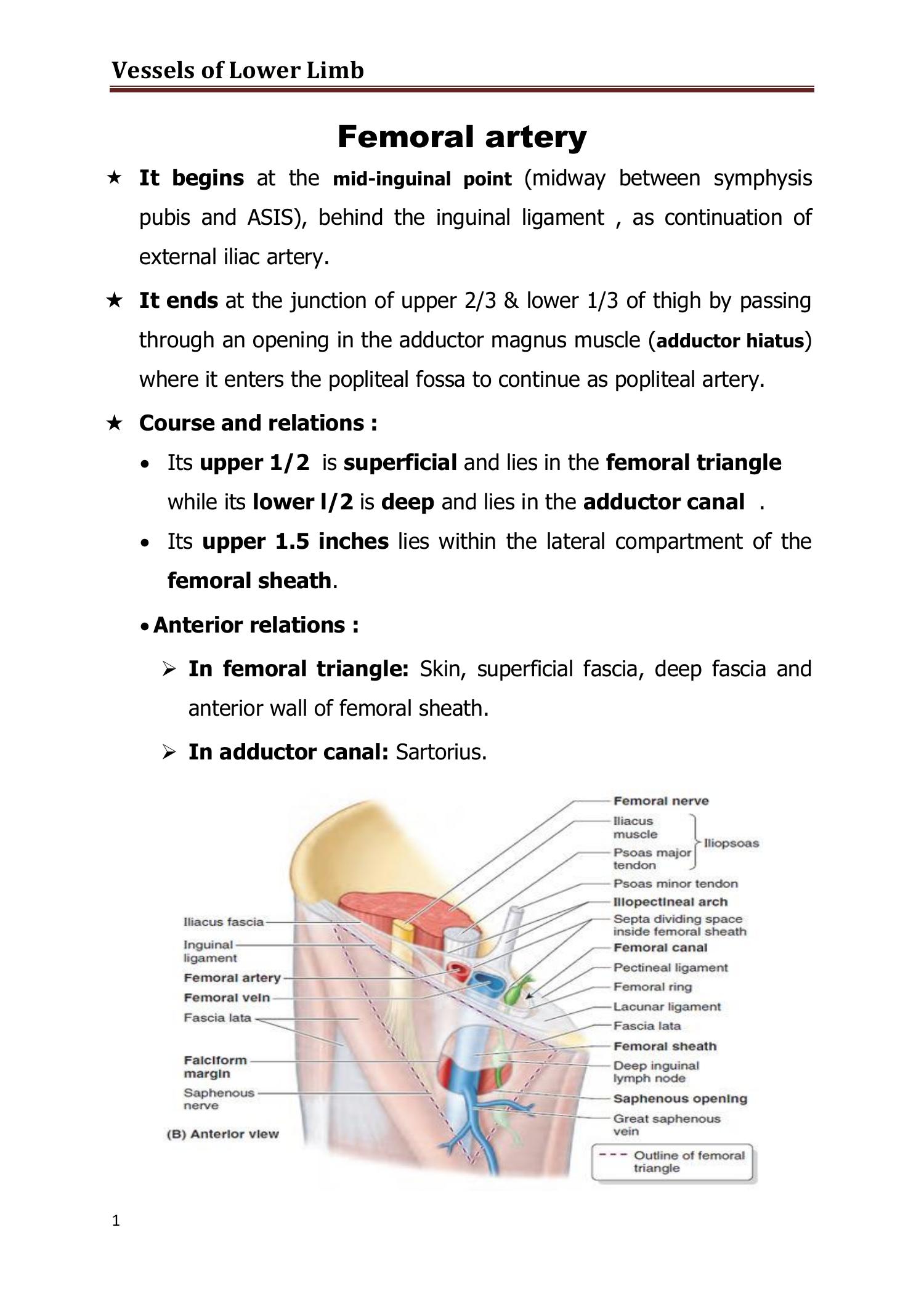 Anatomy Vessels of Lower Limb 2022.doc | DocDroid
