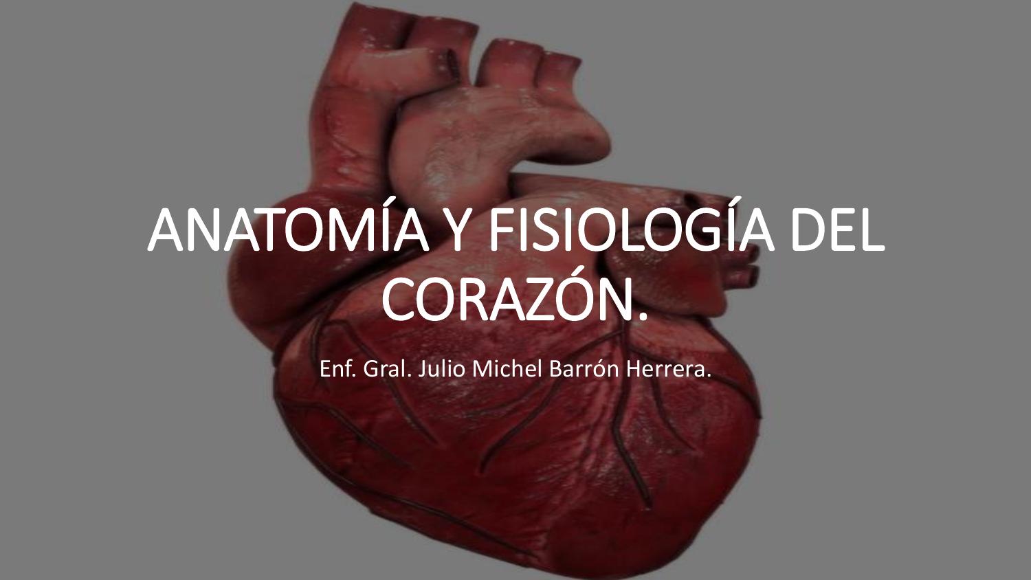 Anatomía Del Corazón Pdf Docdroid
