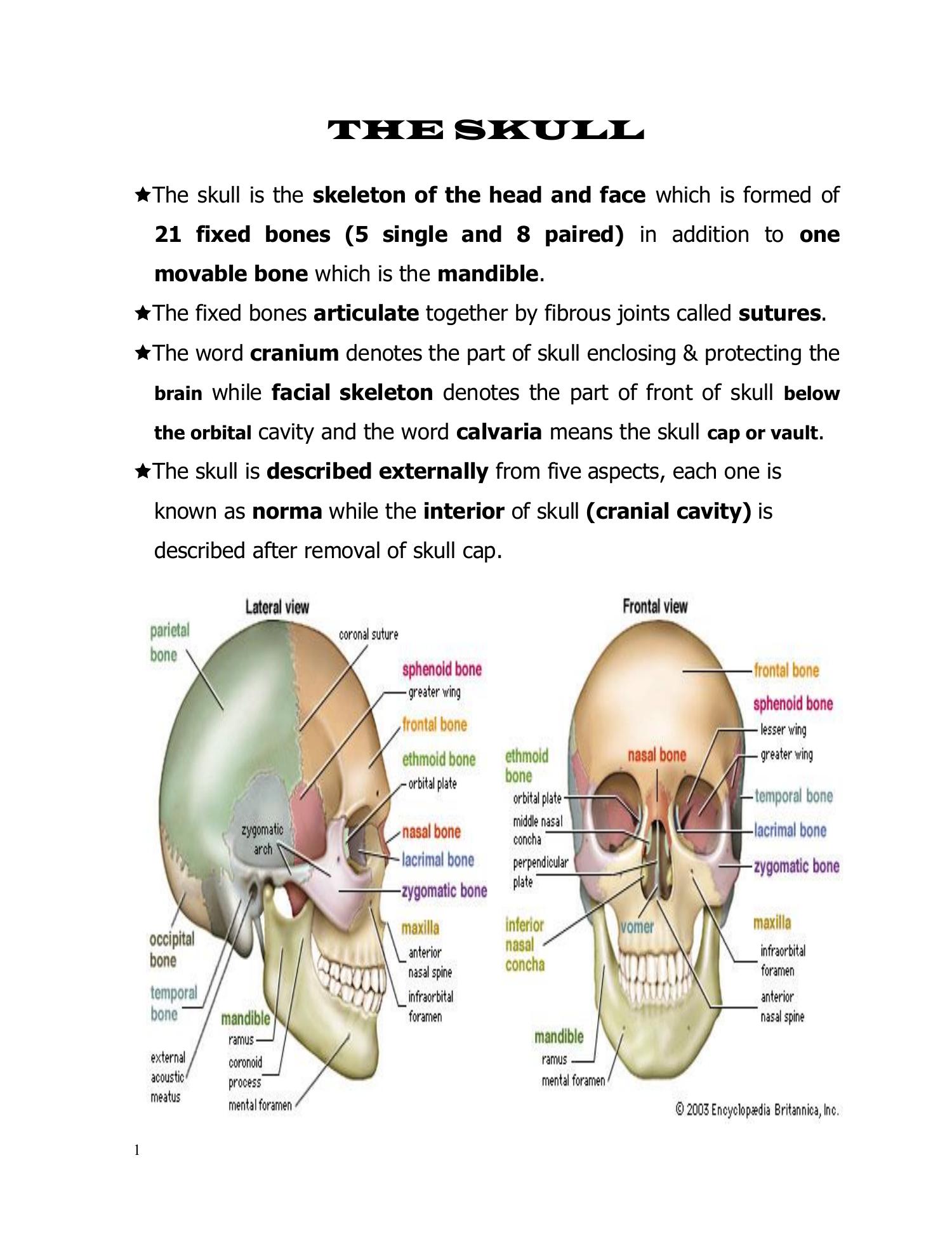 Anatomy of skull.doc | DocDroid