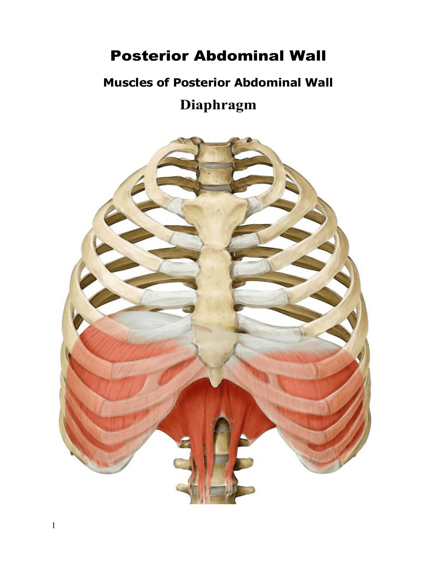 Anatomy posterior abdominal wall 2023.doc | DocDroid