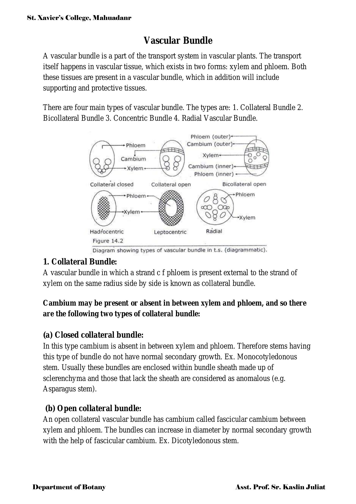 Vascular Bundle.pdf | DocDroid