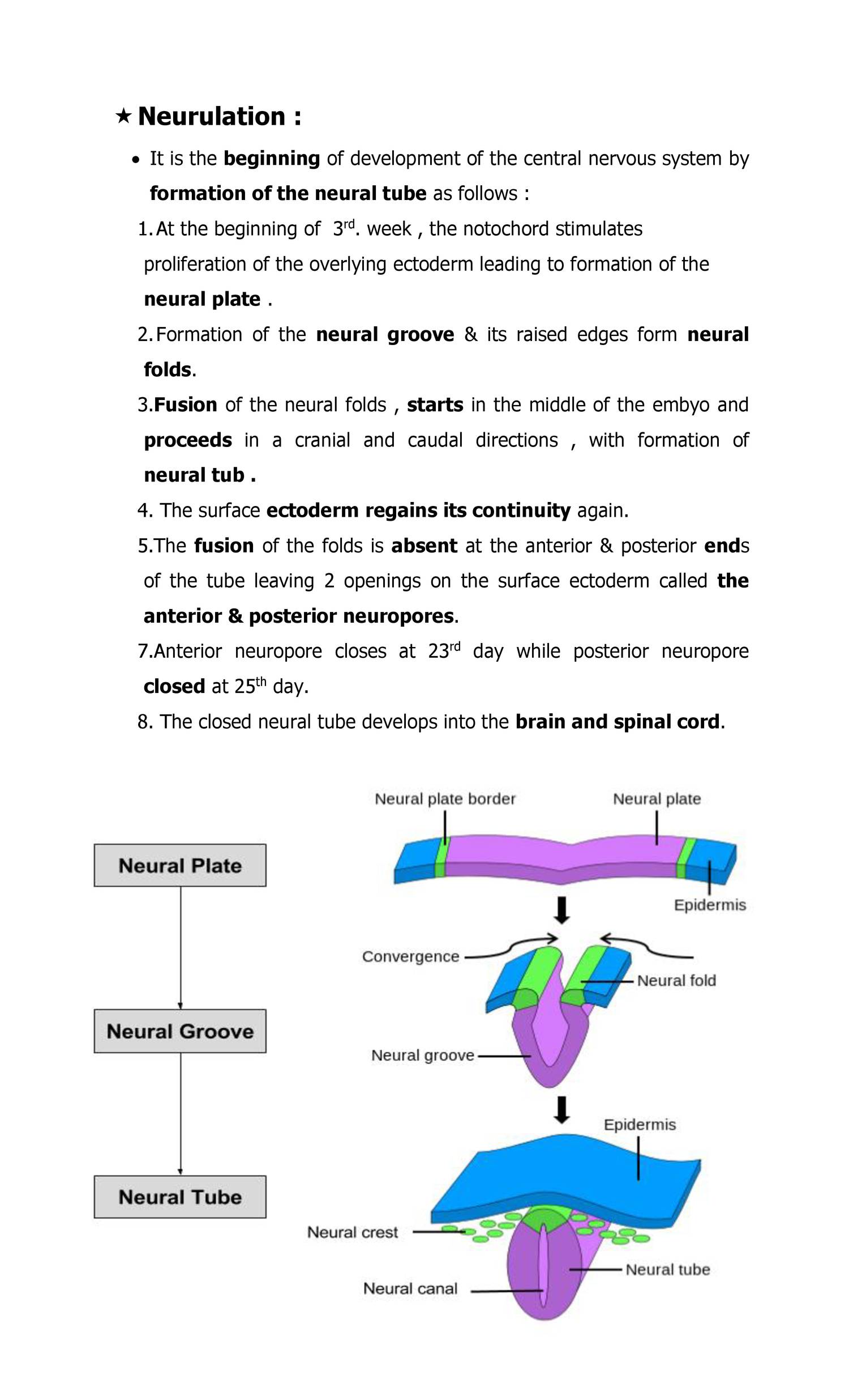 General embryo Neurulation.doc | DocDroid