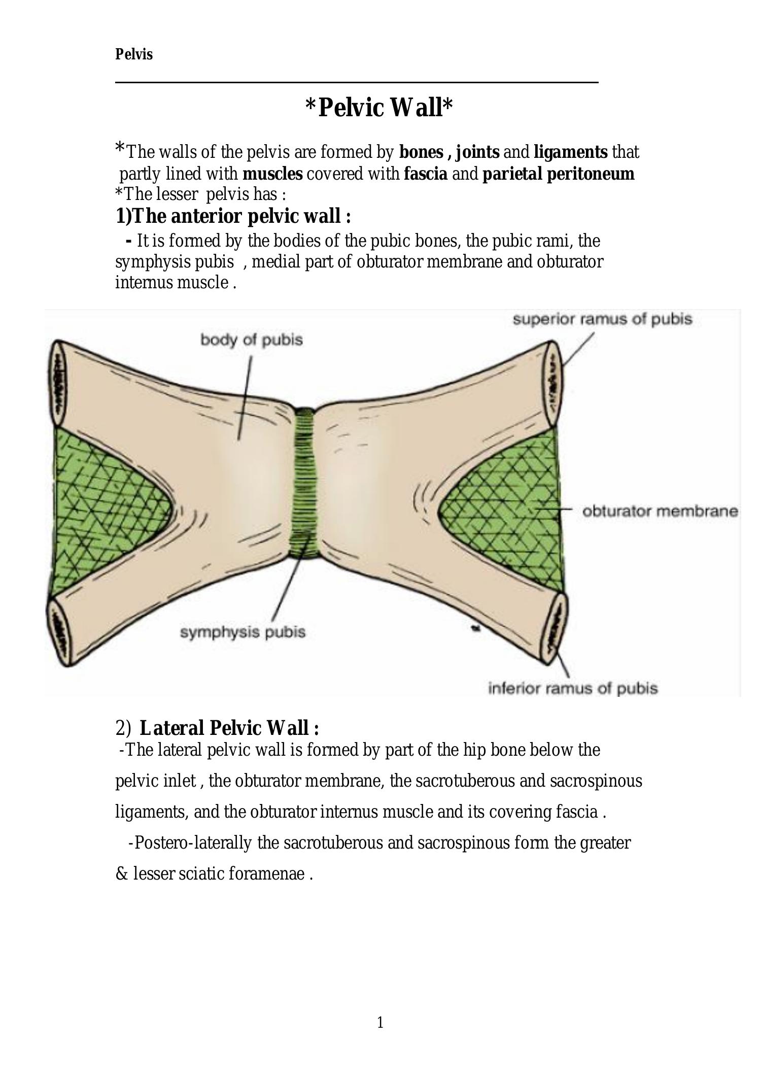 Anatomy of pelvic wall.doc | DocDroid