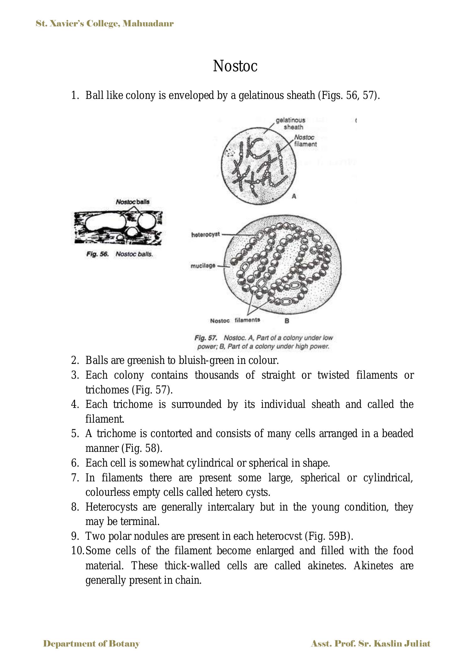nostoc.pdf | DocDroid