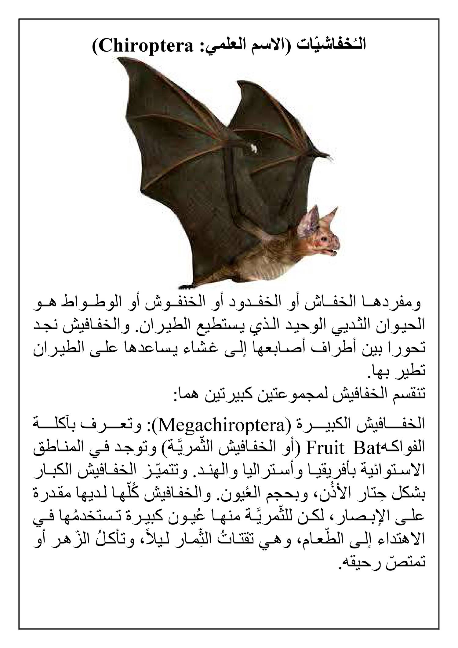 Chiroptera.pdf | DocDroid