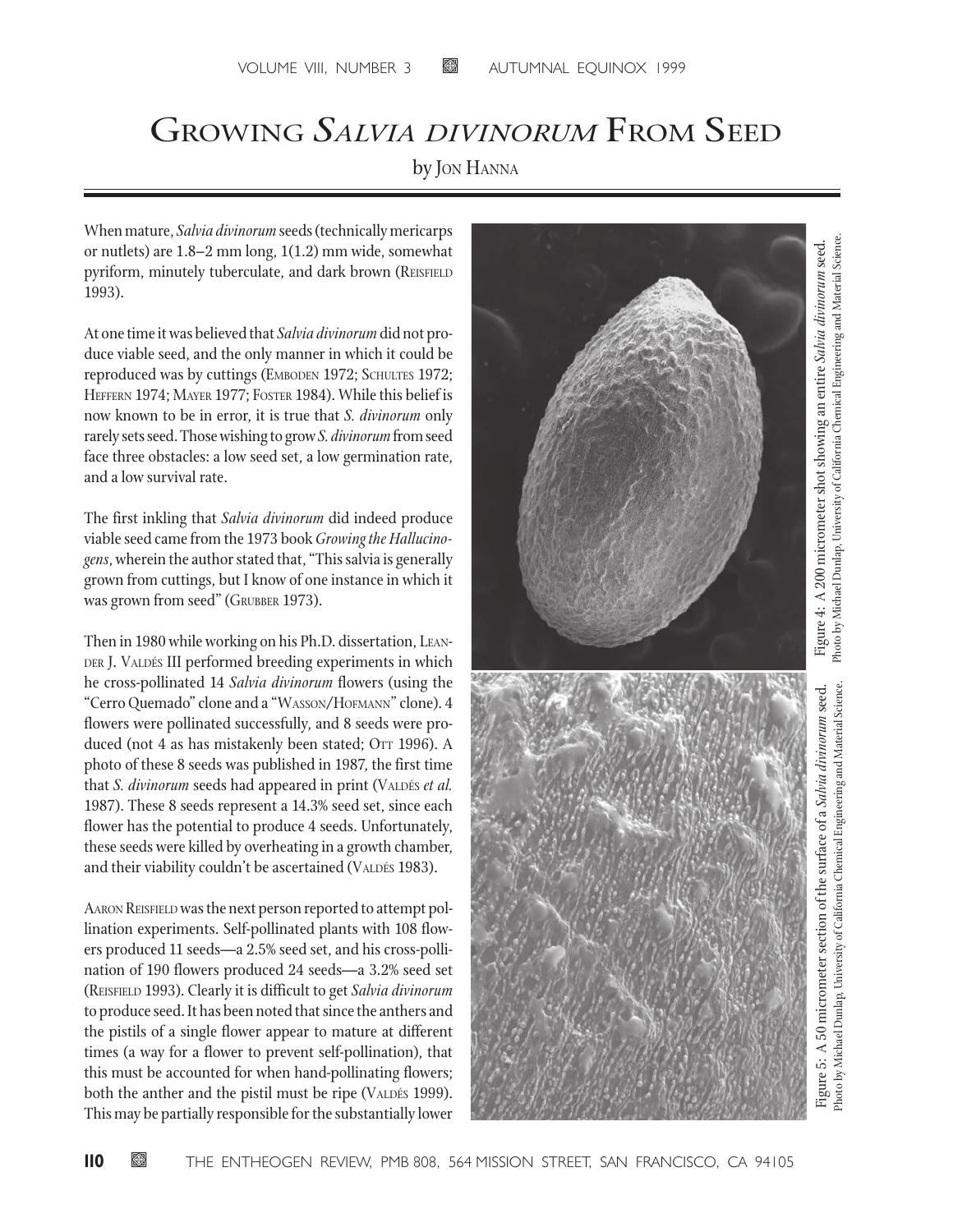 Growing Salvia divinorum from seeds.pdf | DocDroid