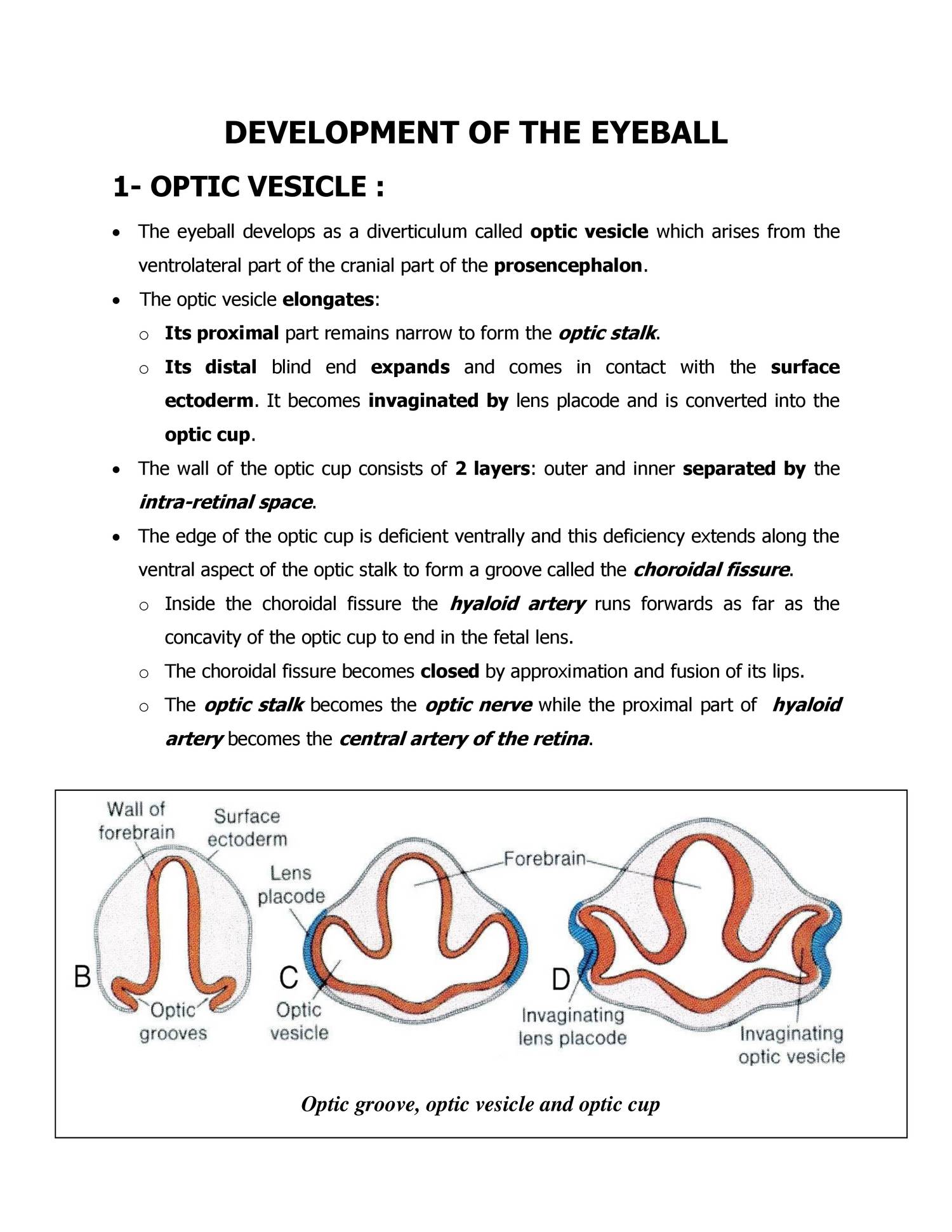 Embryology of eye ..doc | DocDroid