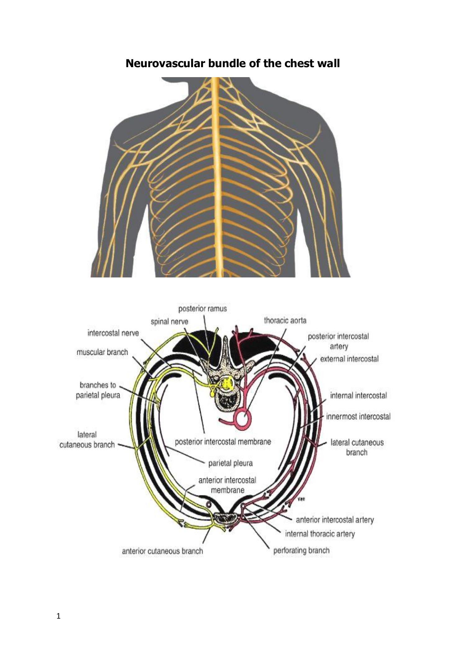 Neurovascular bundle of the chest wall 2023.docx | DocDroid