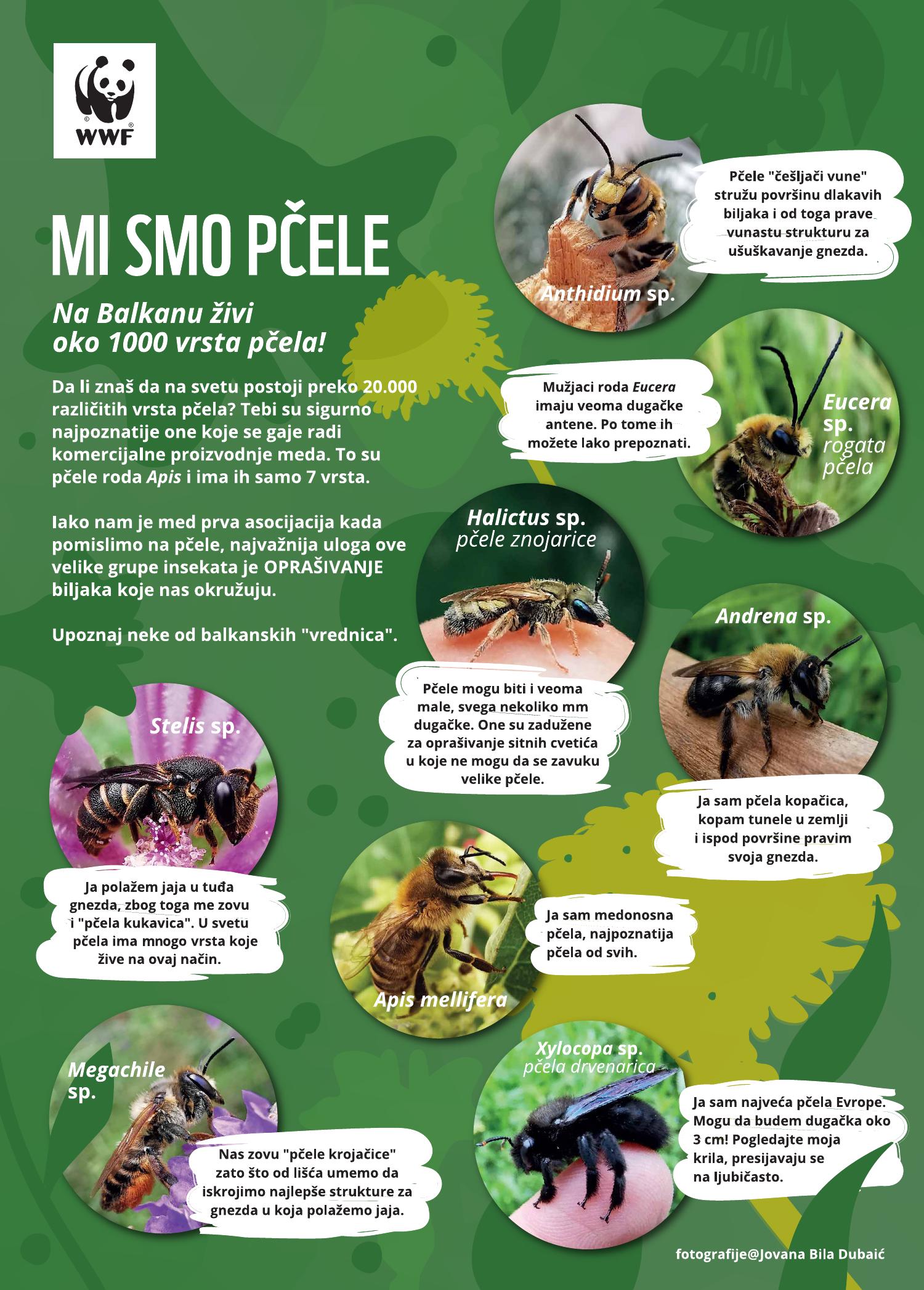 poster_pele_wwf_web.pdf | DocDroid