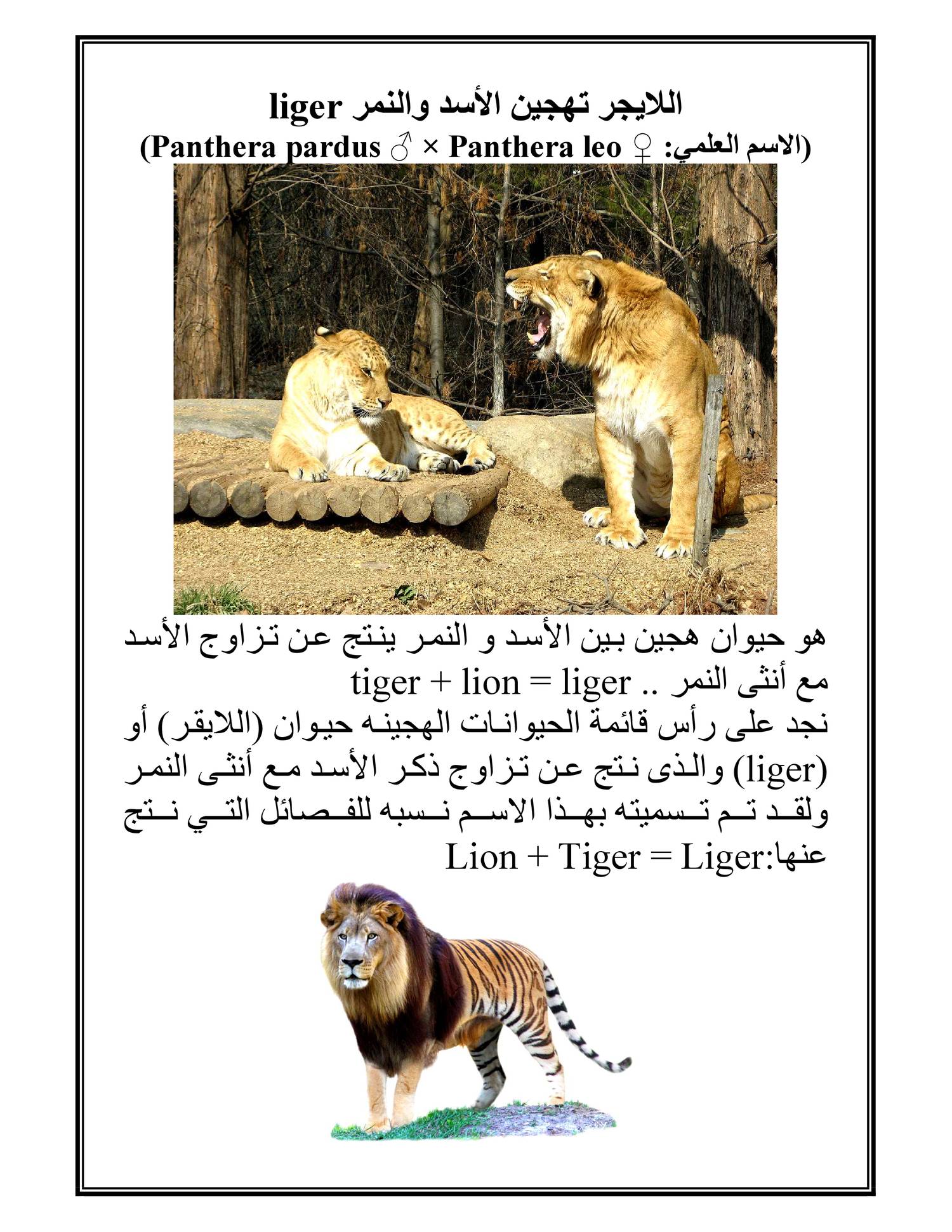 اللايجر تهجين الأسد والنمرliger.pdf | DocDroid