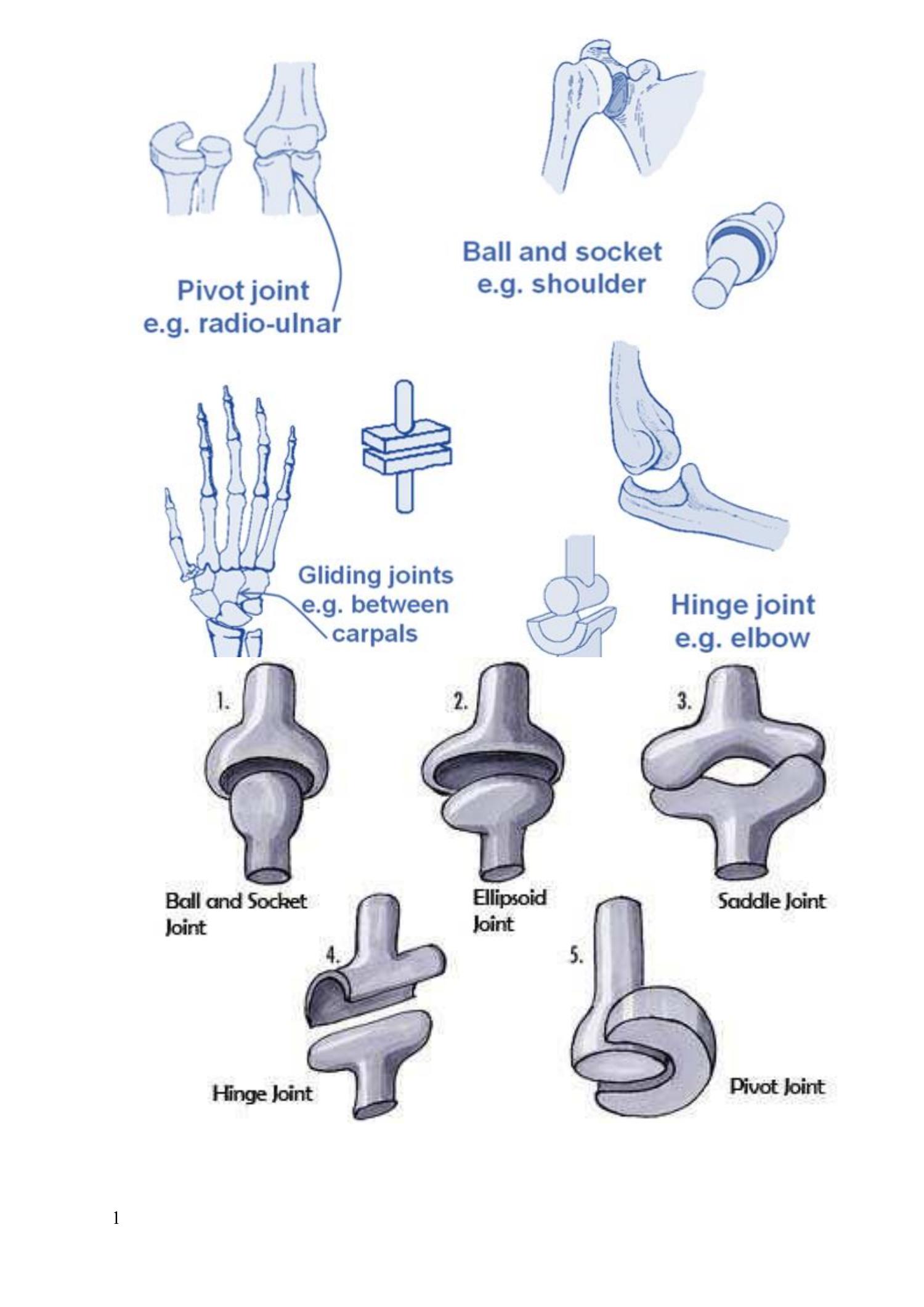 JOINTS OF THE UPPER LIMB 2022.doc | DocDroid
