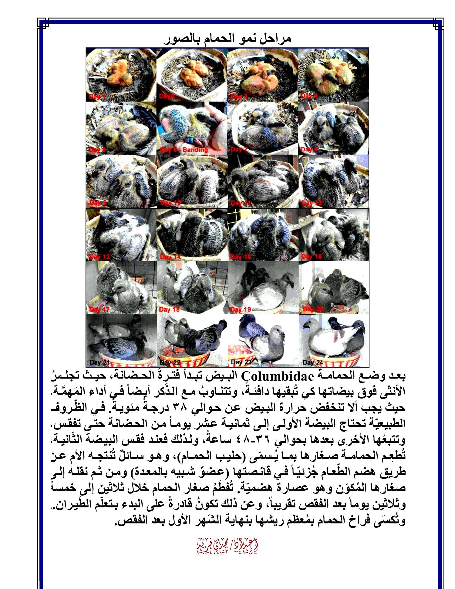 Columbidae.pdf | DocDroid