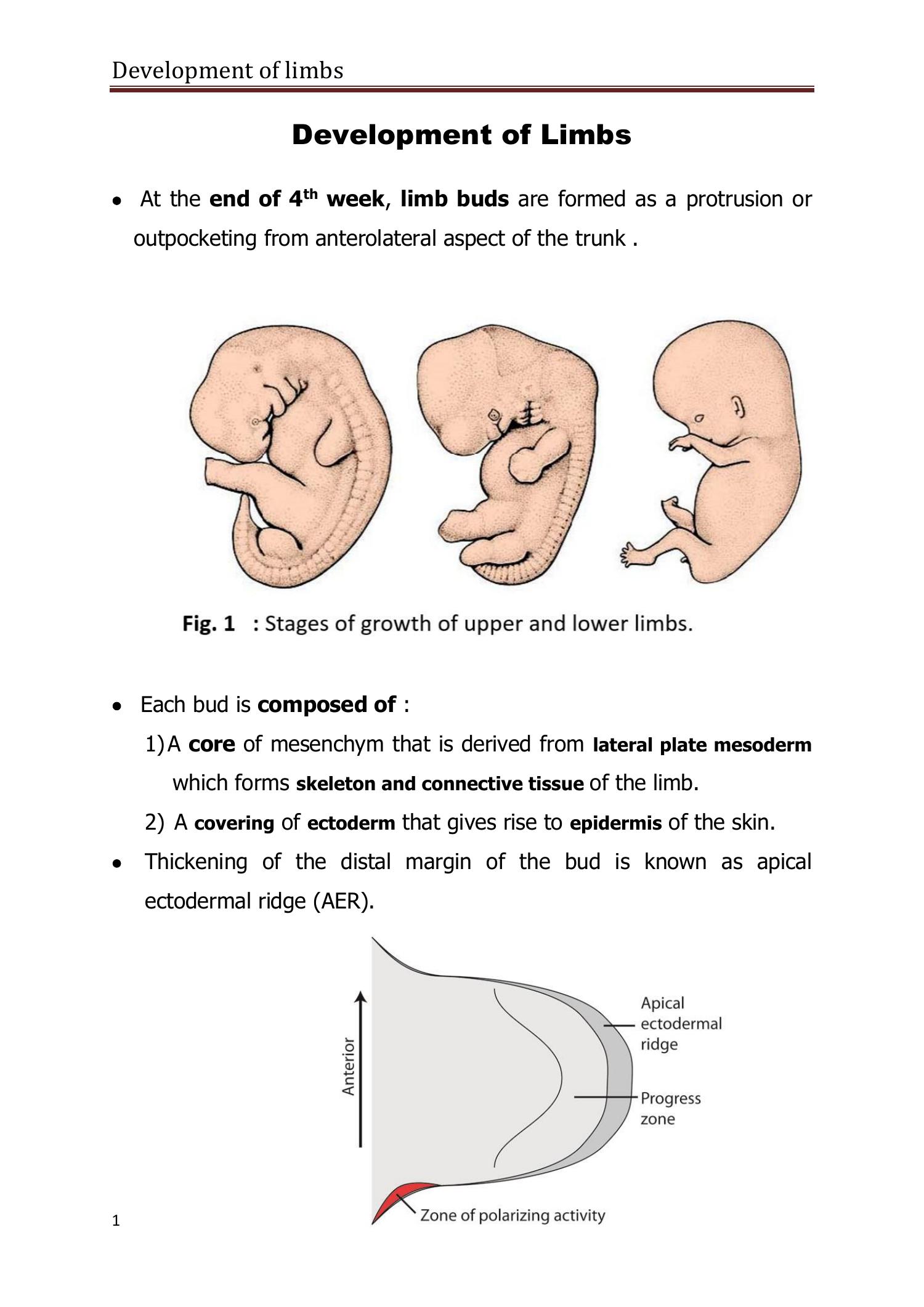 Development of Limbs.doc | DocDroid