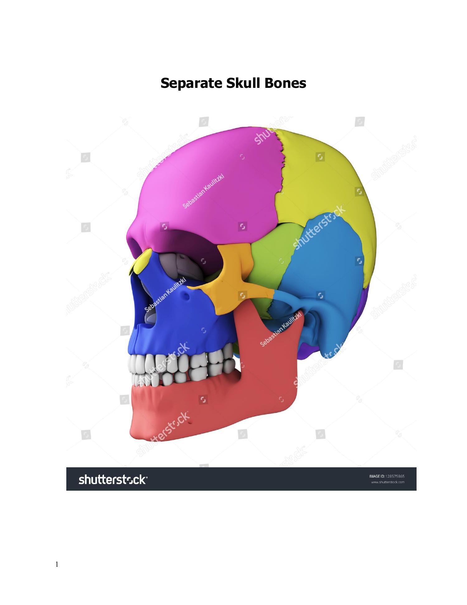 Anatomy of Separate Skull Bones (Recovered).doc | DocDroid