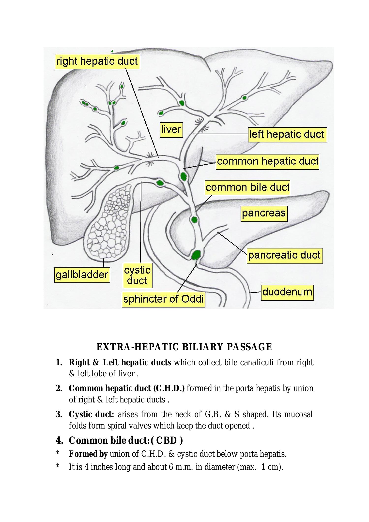 anatomy of biliary passage 2016.doc | DocDroid