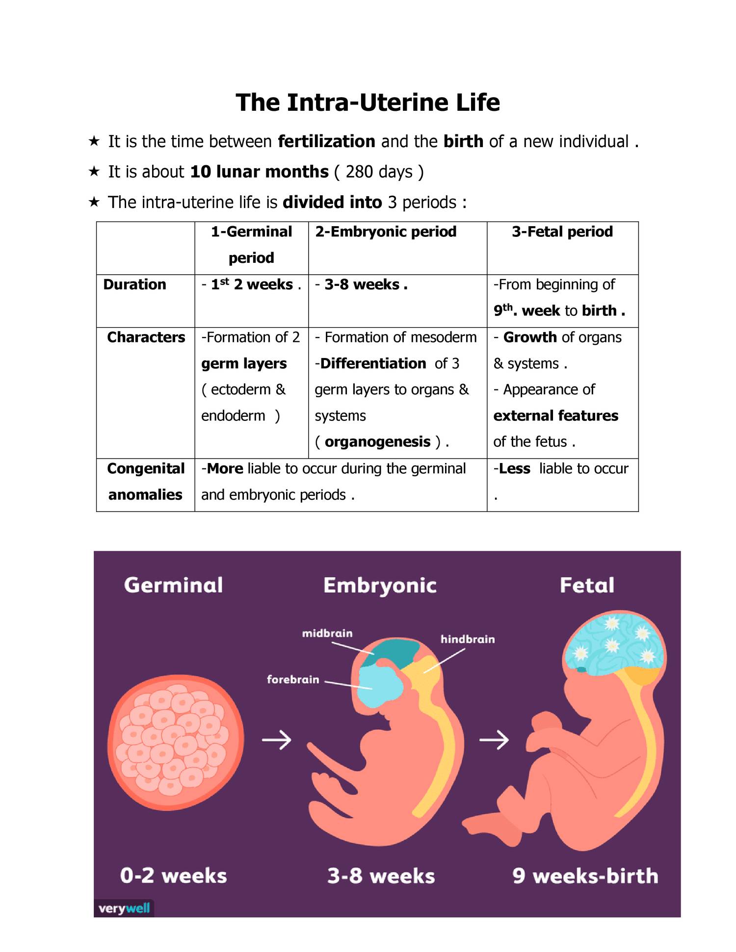 General embryo intra-uterine life.doc | DocDroid