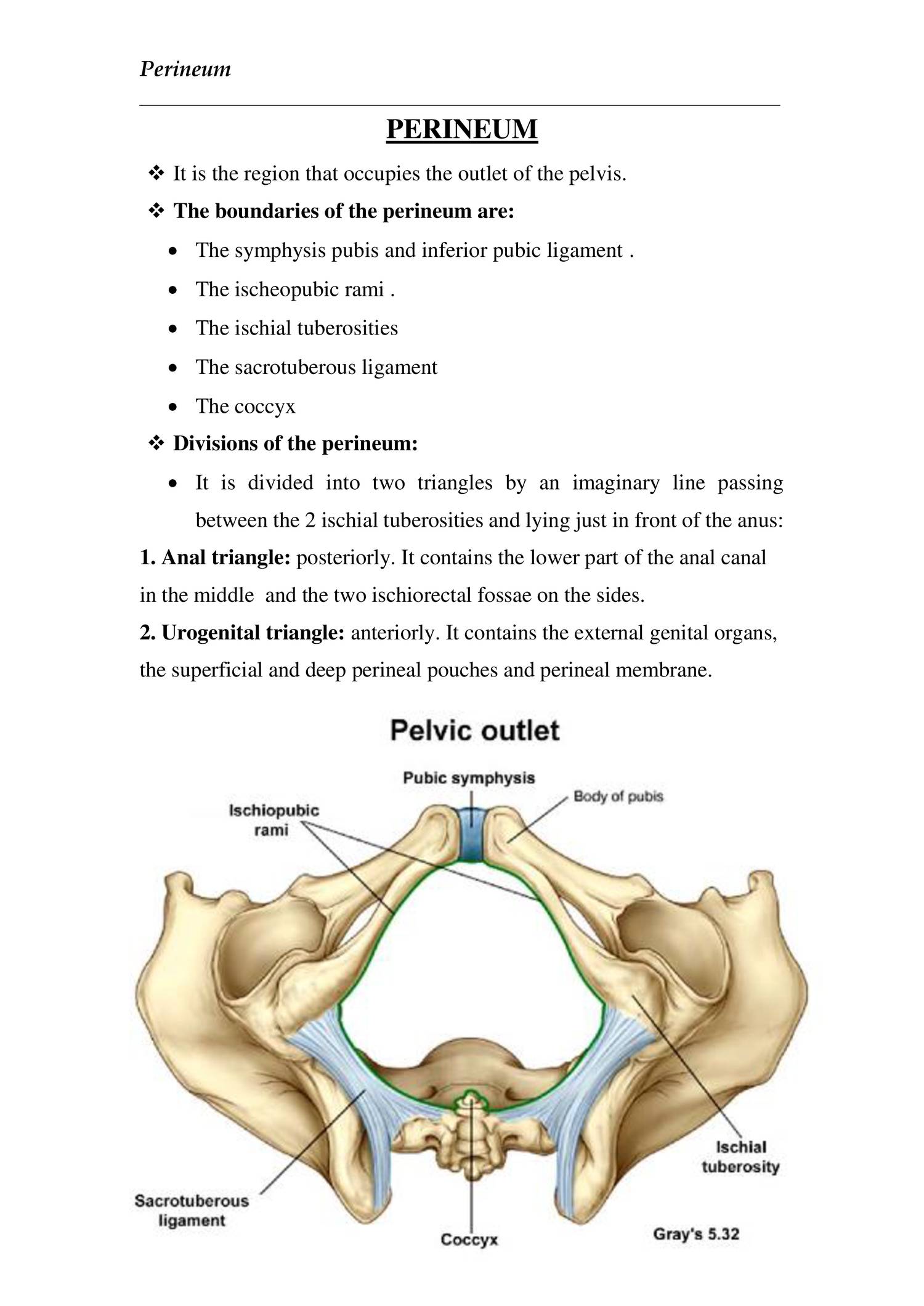 anatomy PERINEUM.doc | DocDroid