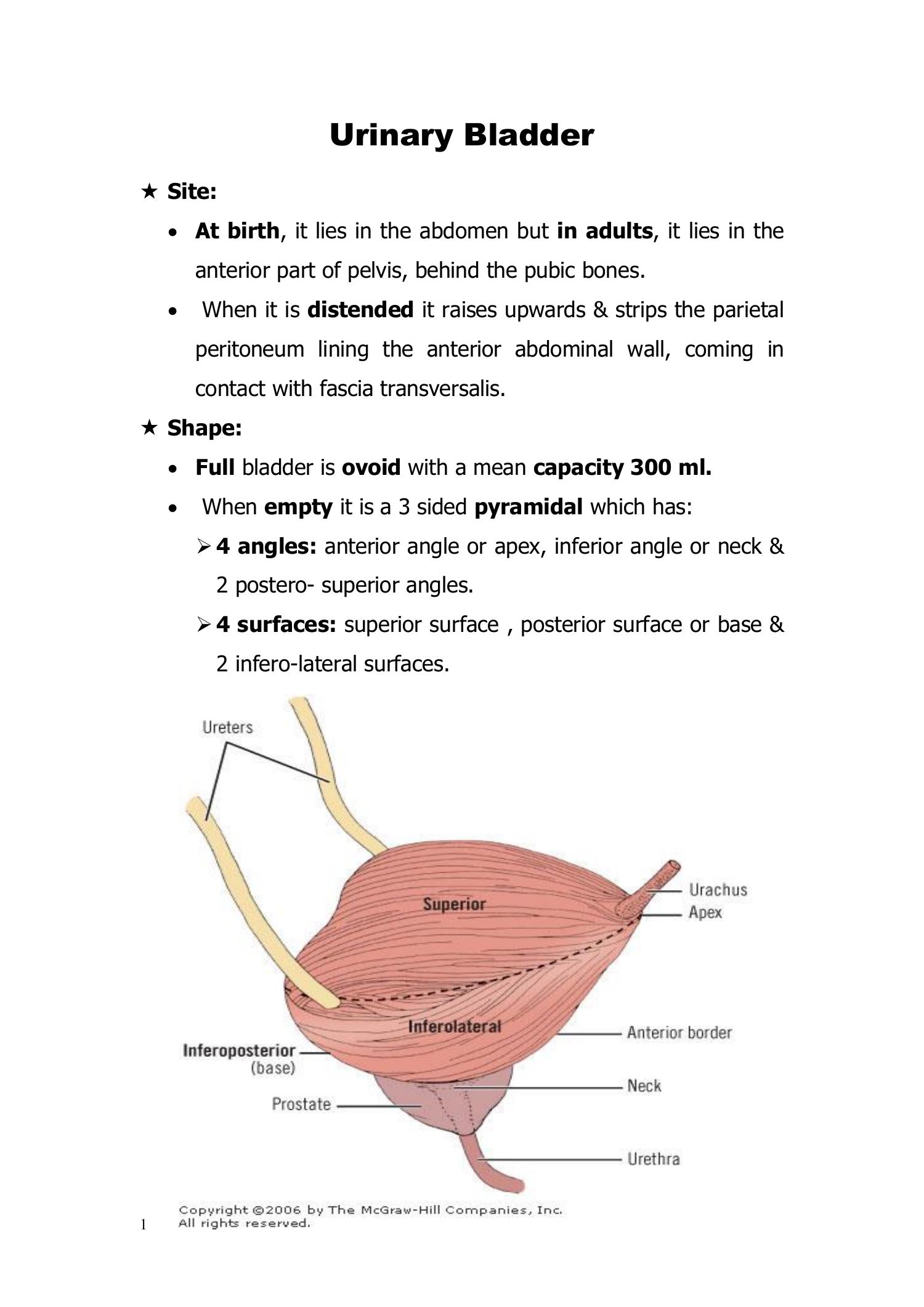anatomy Urinary Bladder 2023.doc | DocDroid