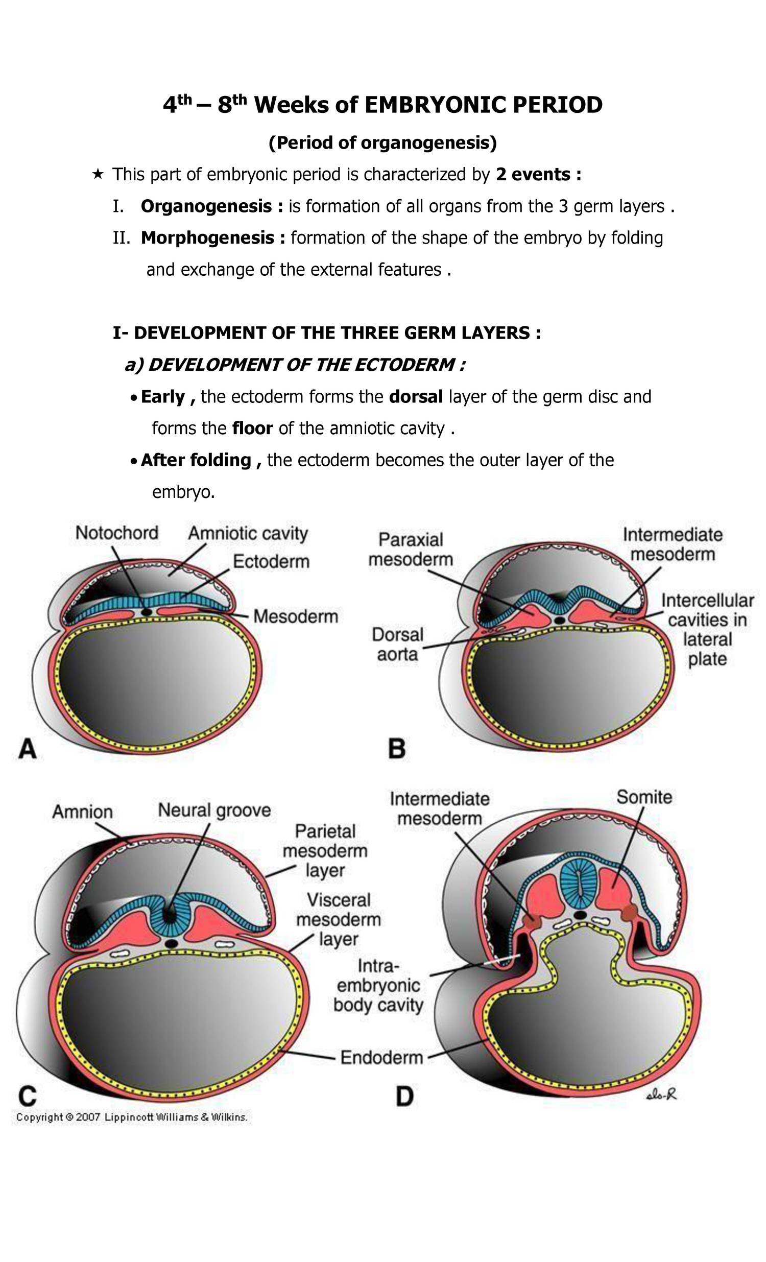 General embryo organogenesis.doc | DocDroid