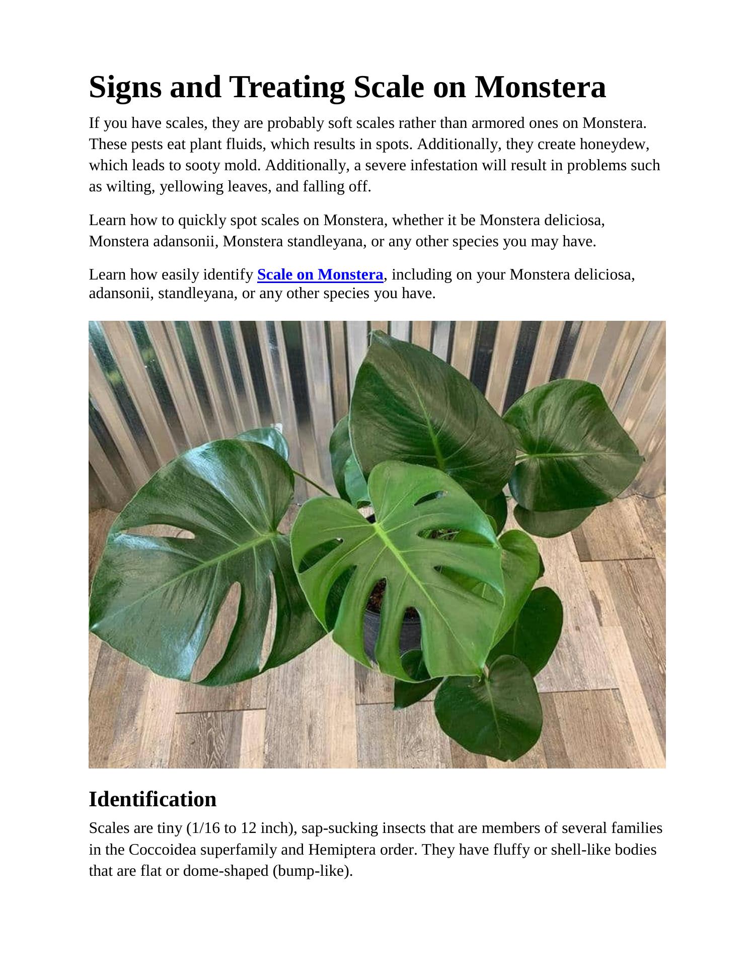 Signs-and-Treating-Scale-on-Monstera.pdf | DocDroid