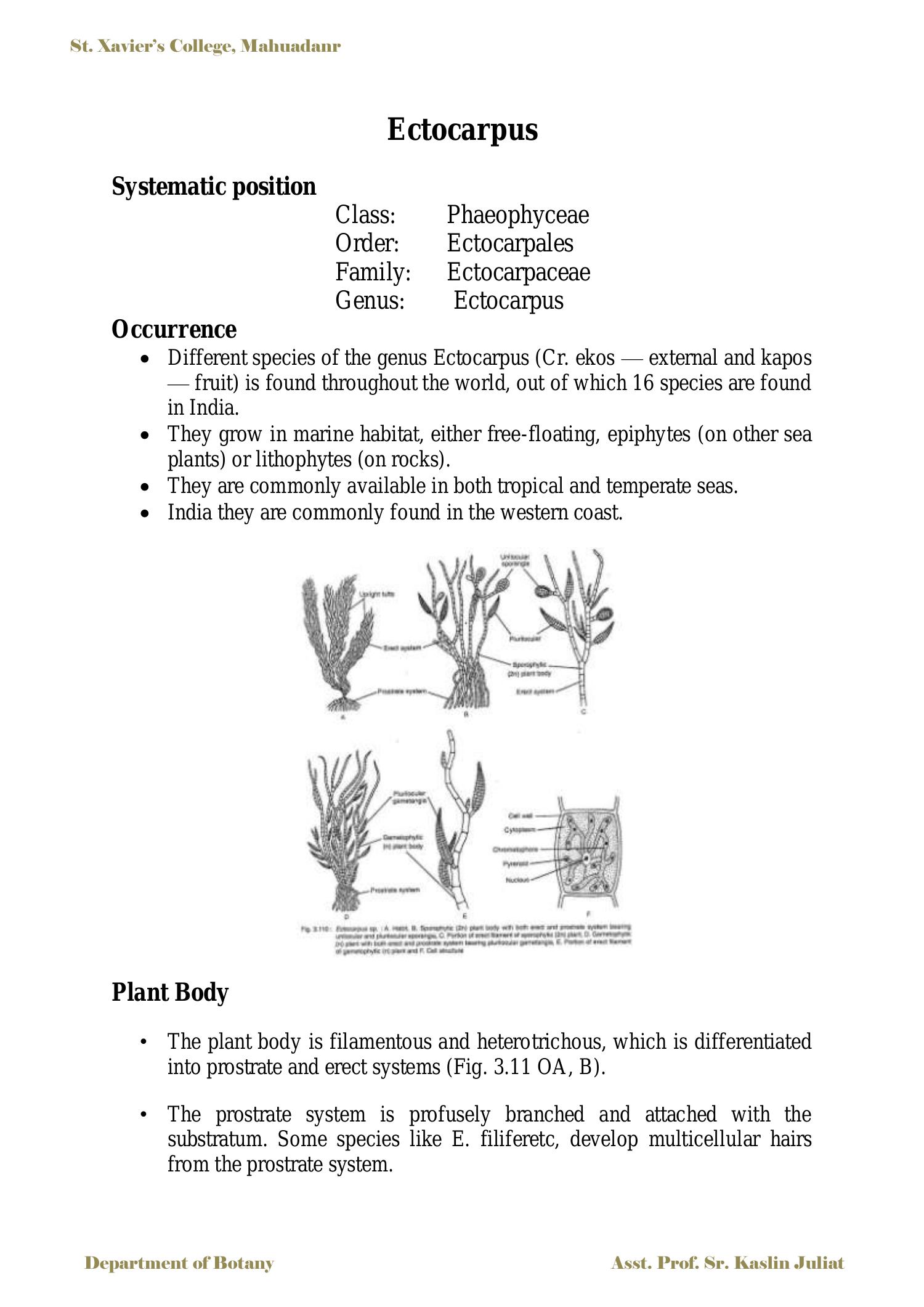 Ectocarpus Diagram