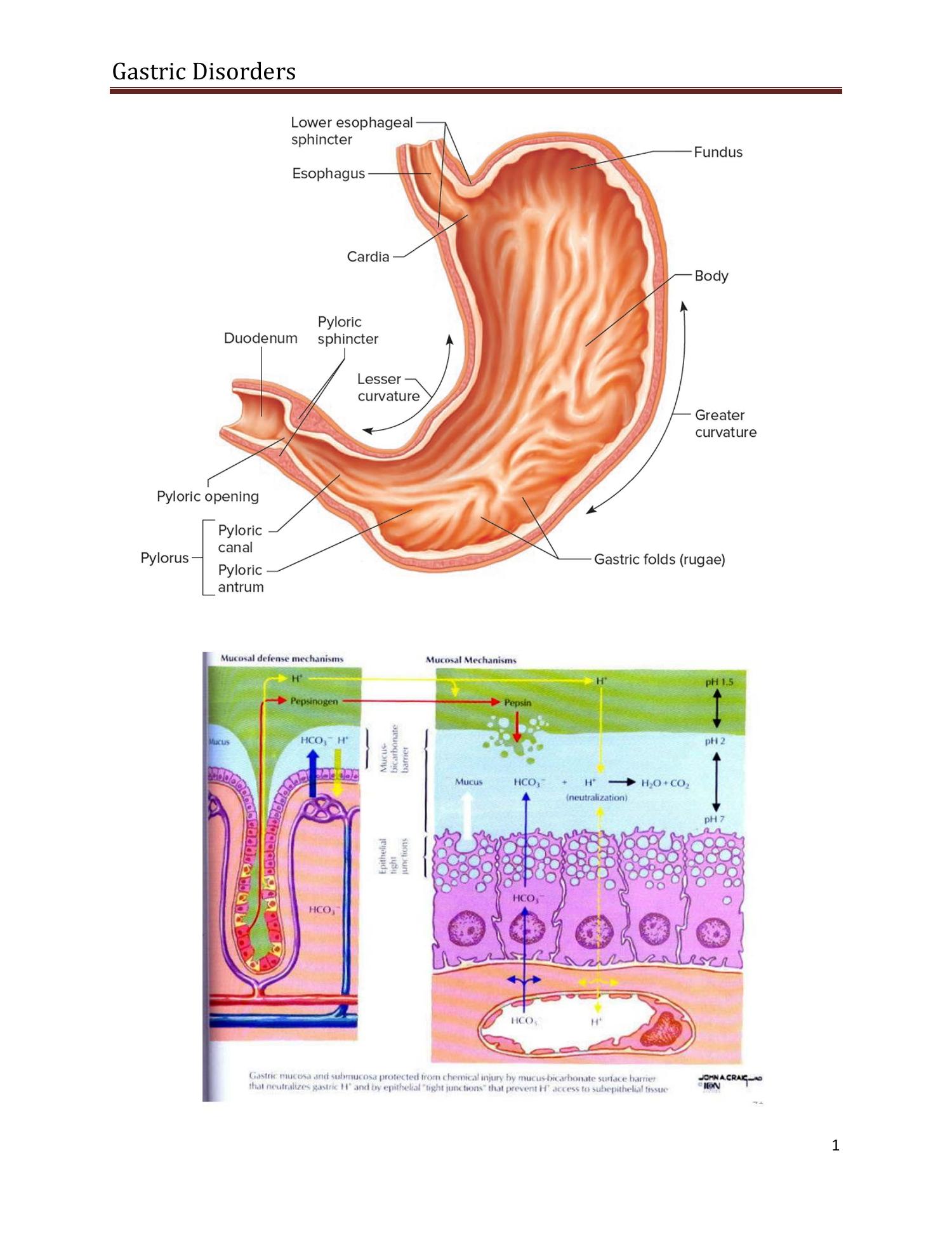 Chronic peptic ulcer I.docx | DocDroid