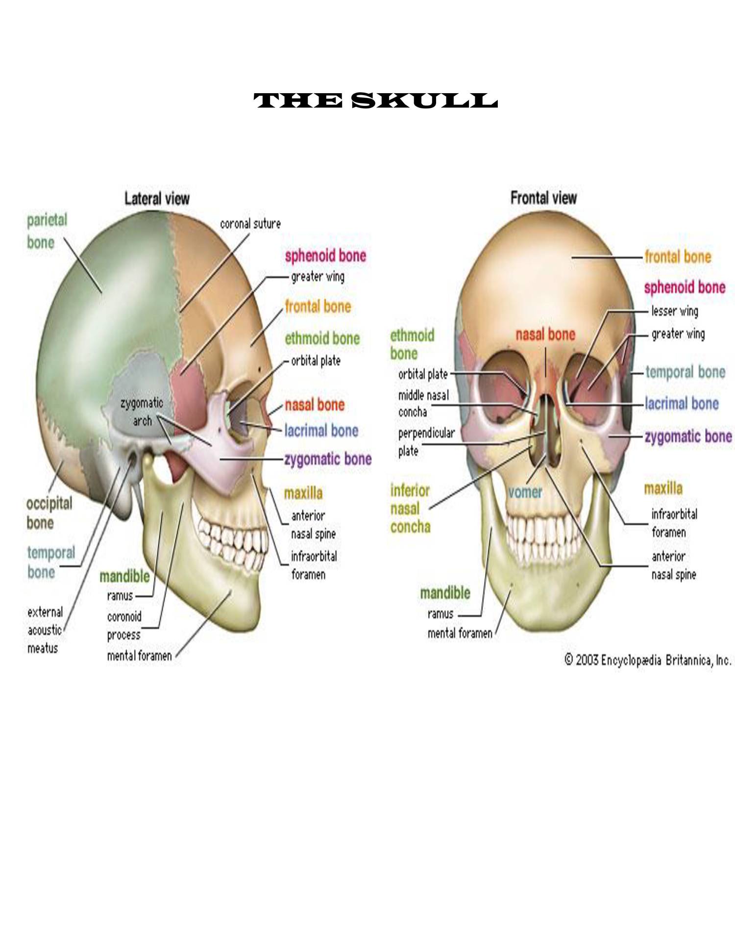 Summary of the skull.doc | DocDroid