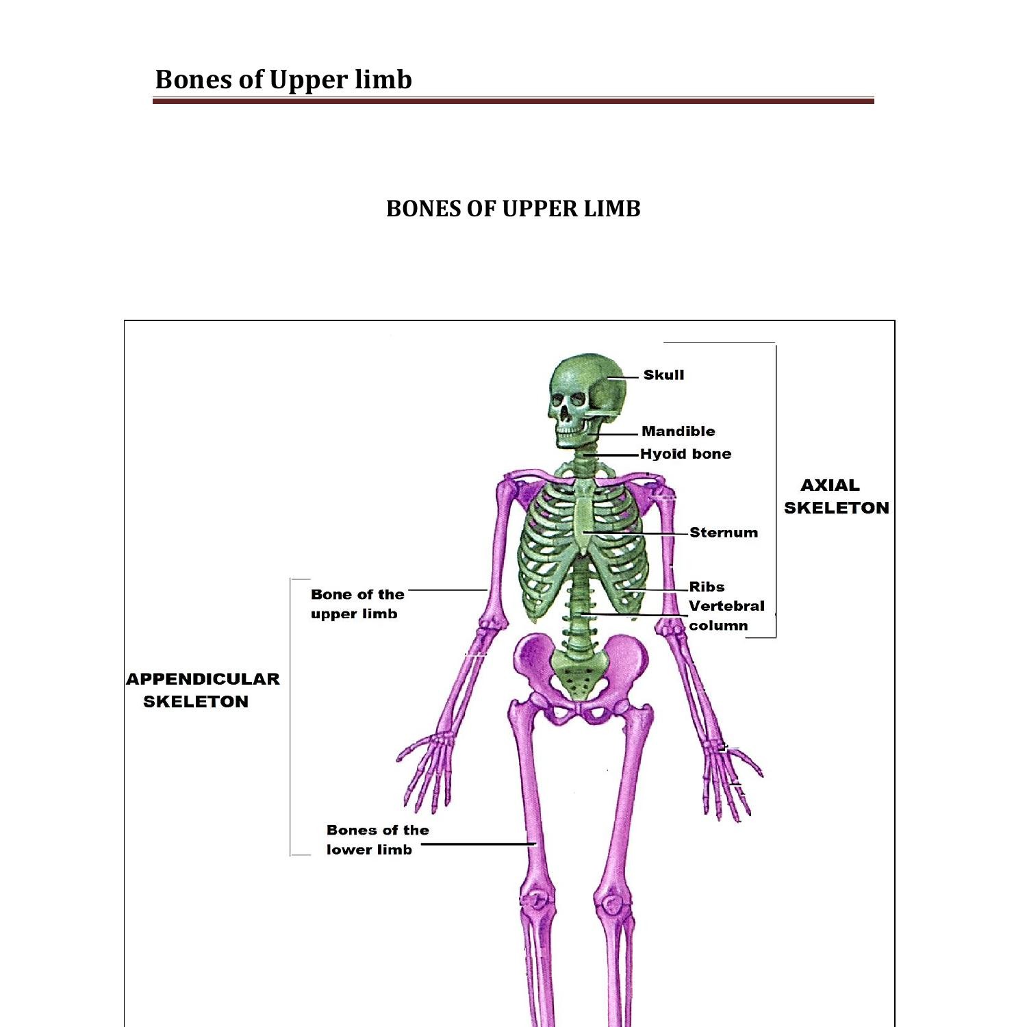 Anatomy bones UL 2022.doc | DocDroid