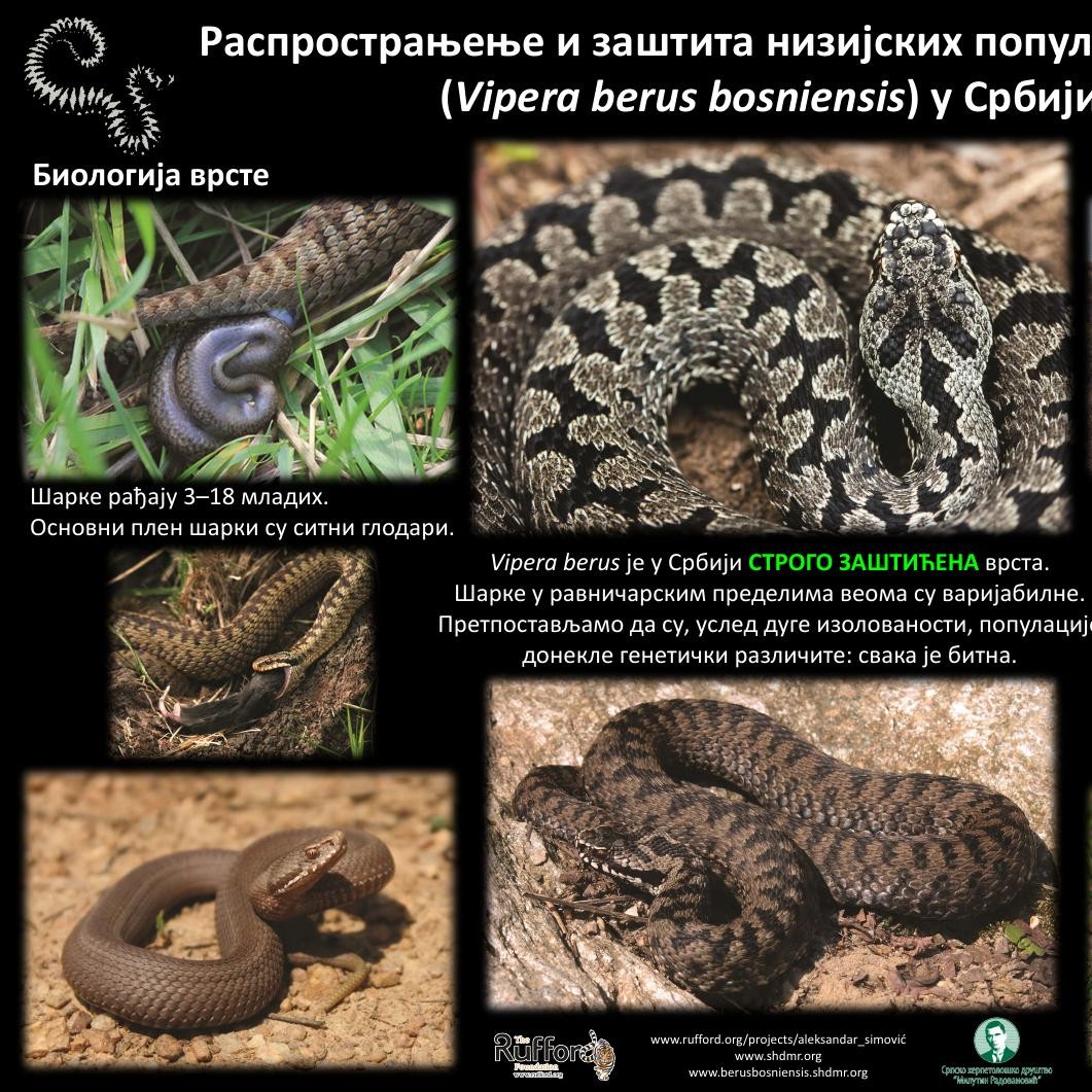 Poster_-_Vipera_berus_bosniensis_lowland.pdf | DocDroid