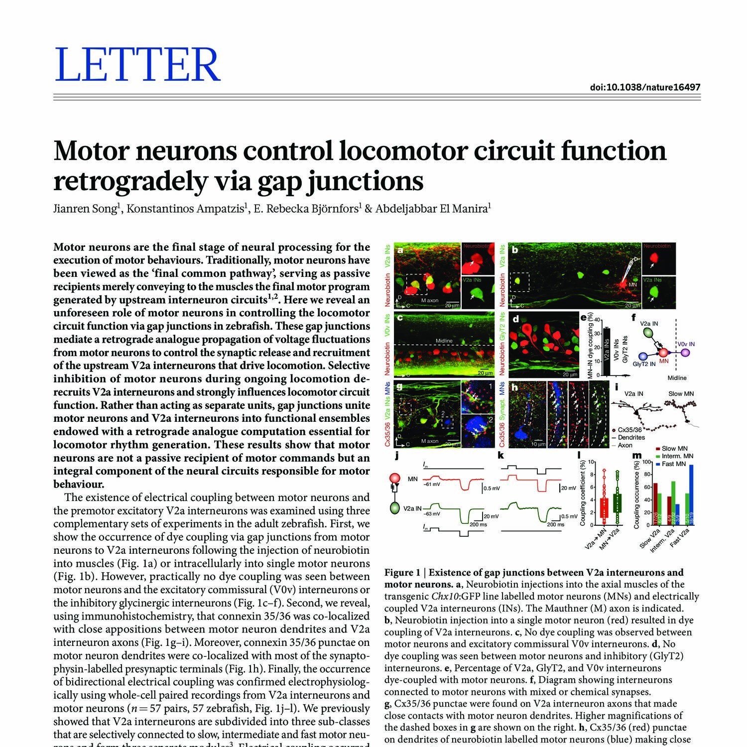 Motor neurons control locomotor circuit function song2016.pdf | DocDroid