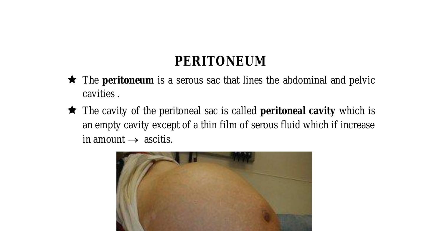 Anatomy peritoneum final.doc | DocDroid