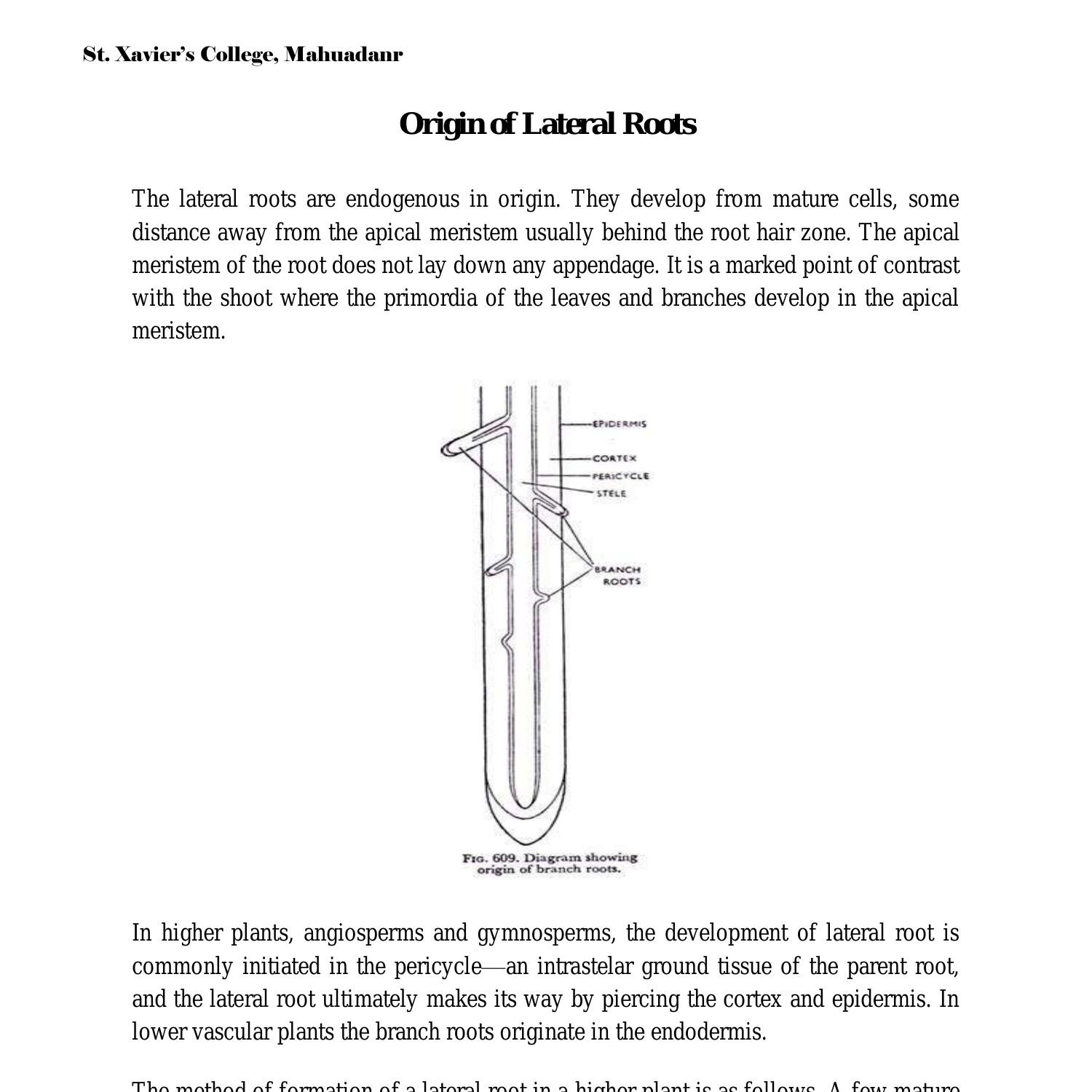 Origin of Lateral Roots.pdf | DocDroid