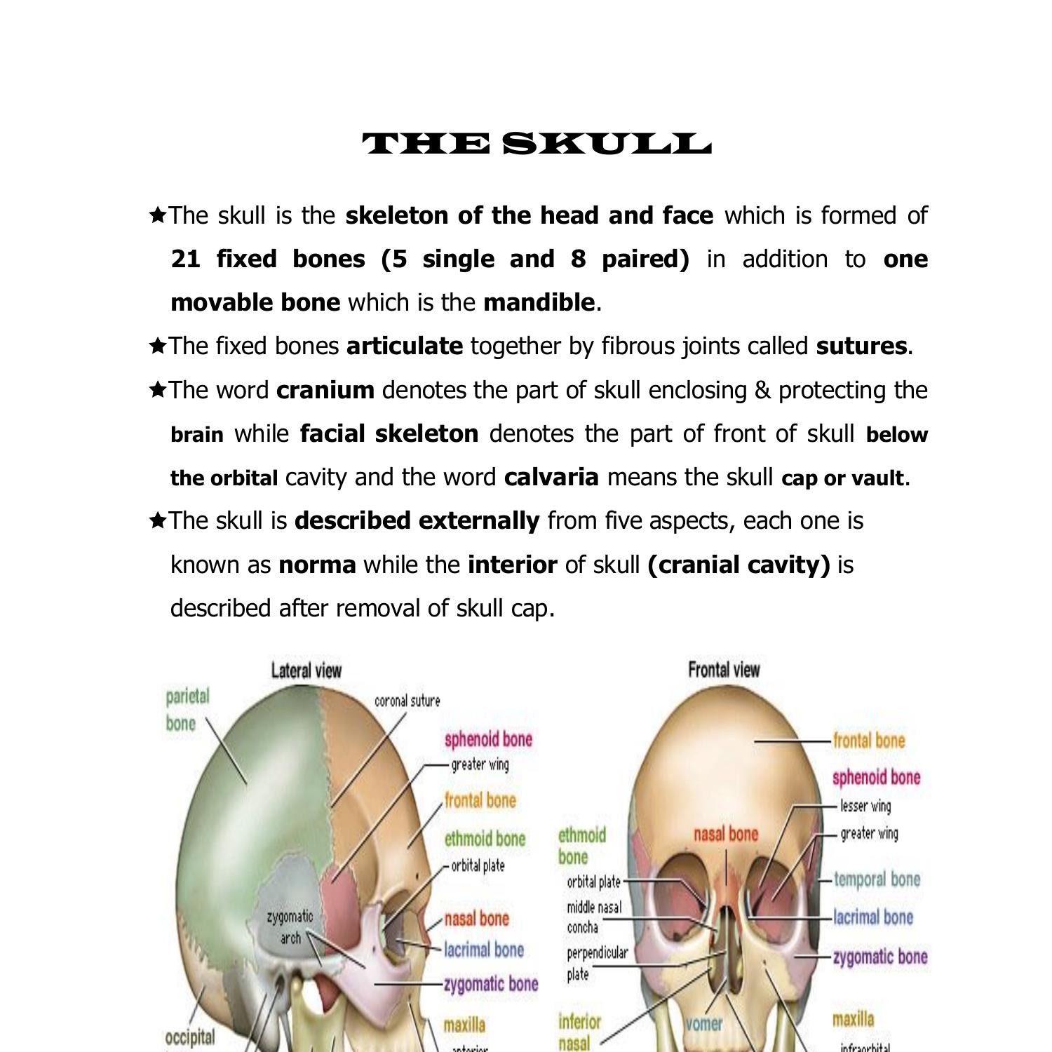Anatomy of skull.doc | DocDroid