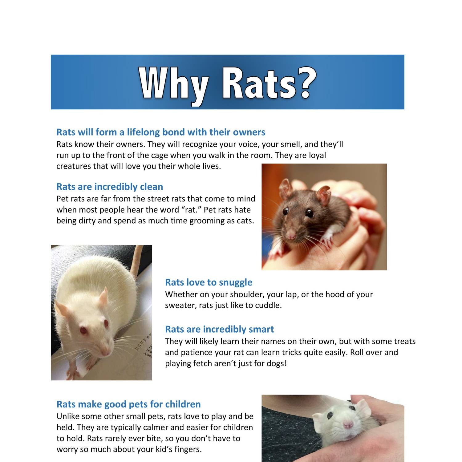 why rats.pdf | DocDroid