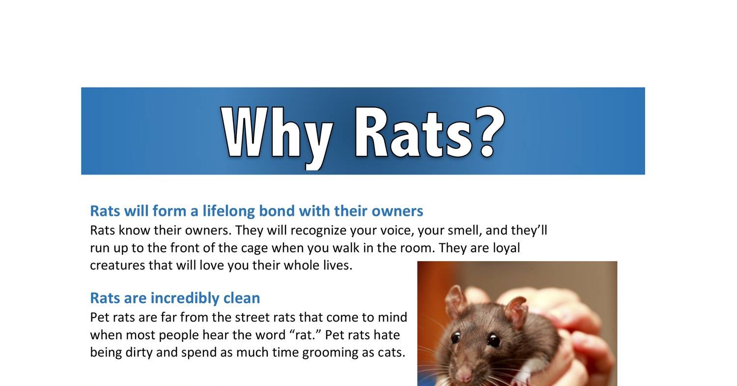 why rats.pdf | DocDroid