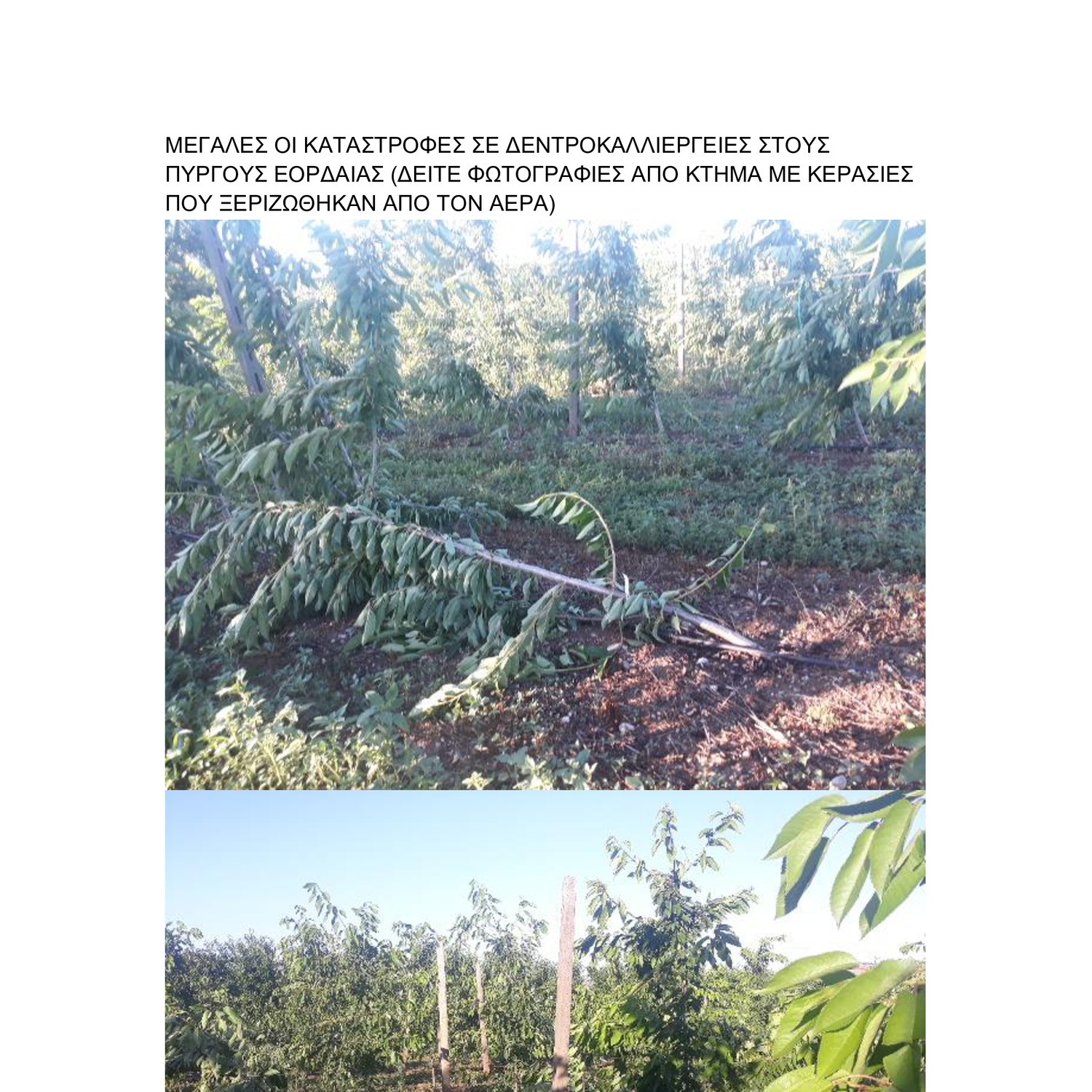 ΜΕΓΑΛΕΣ ΟΙ ΚΑΤΑΣΤΡΟΦΕΣ ΣΕ ΔΕΝΤΡΟΚΑΛΛΙΕΡΓΕΙΕΣ ΣΤΟΥΣ ΠΥΡΓΟΥΣ ΕΟΡΔΑΙΑΣ ...
