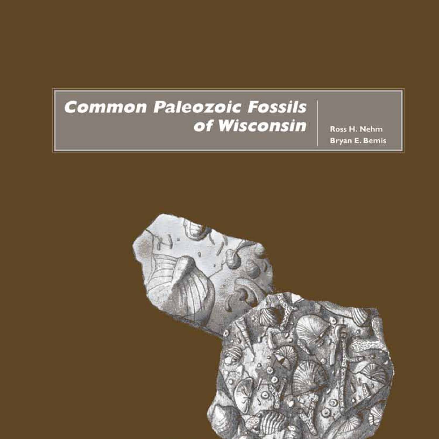 Common Paleozoic Fossils of Wisconsin.pdf | DocDroid