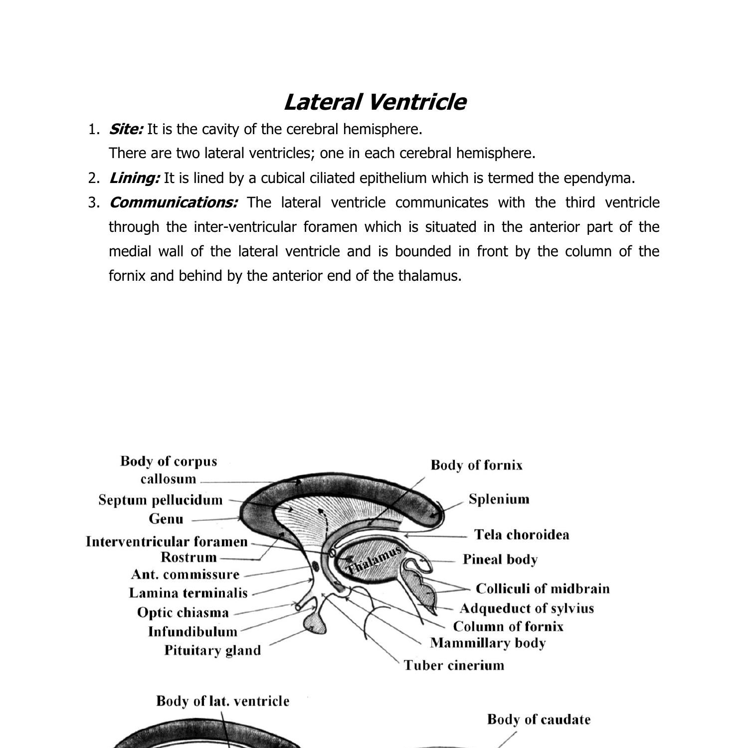 Anatomy brain ventricles.doc | DocDroid