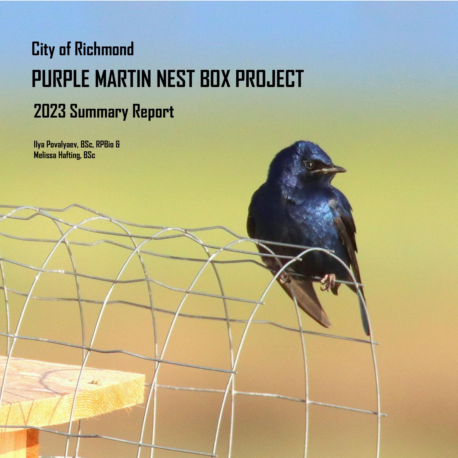 Purple Martin 2023 Report.pdf | DocDroid