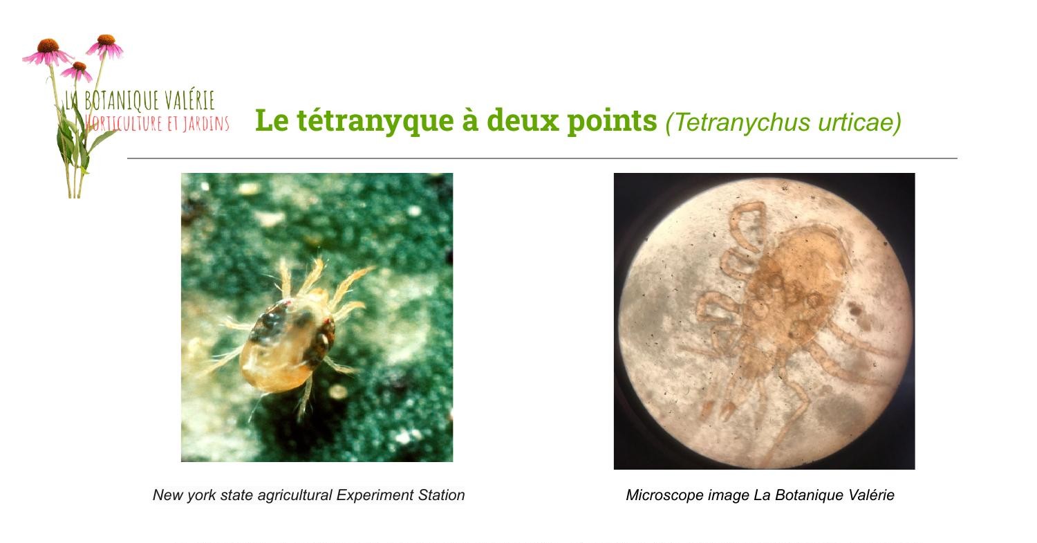 Le Tétranyque à deux points Fiche#1 (1).pdf | DocDroid