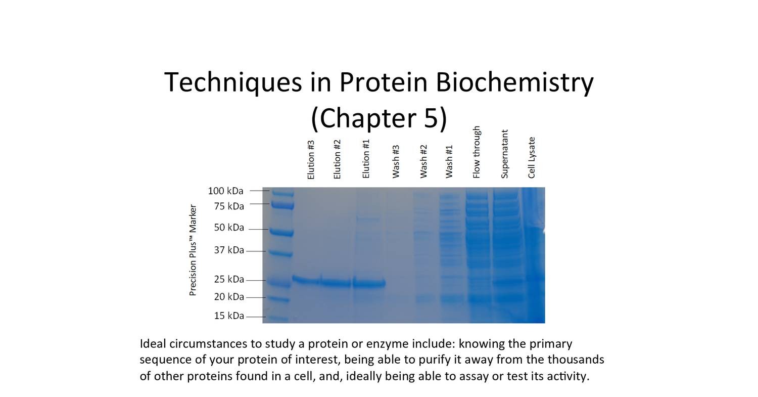 protein biochemistry techniques.pdf | DocDroid
