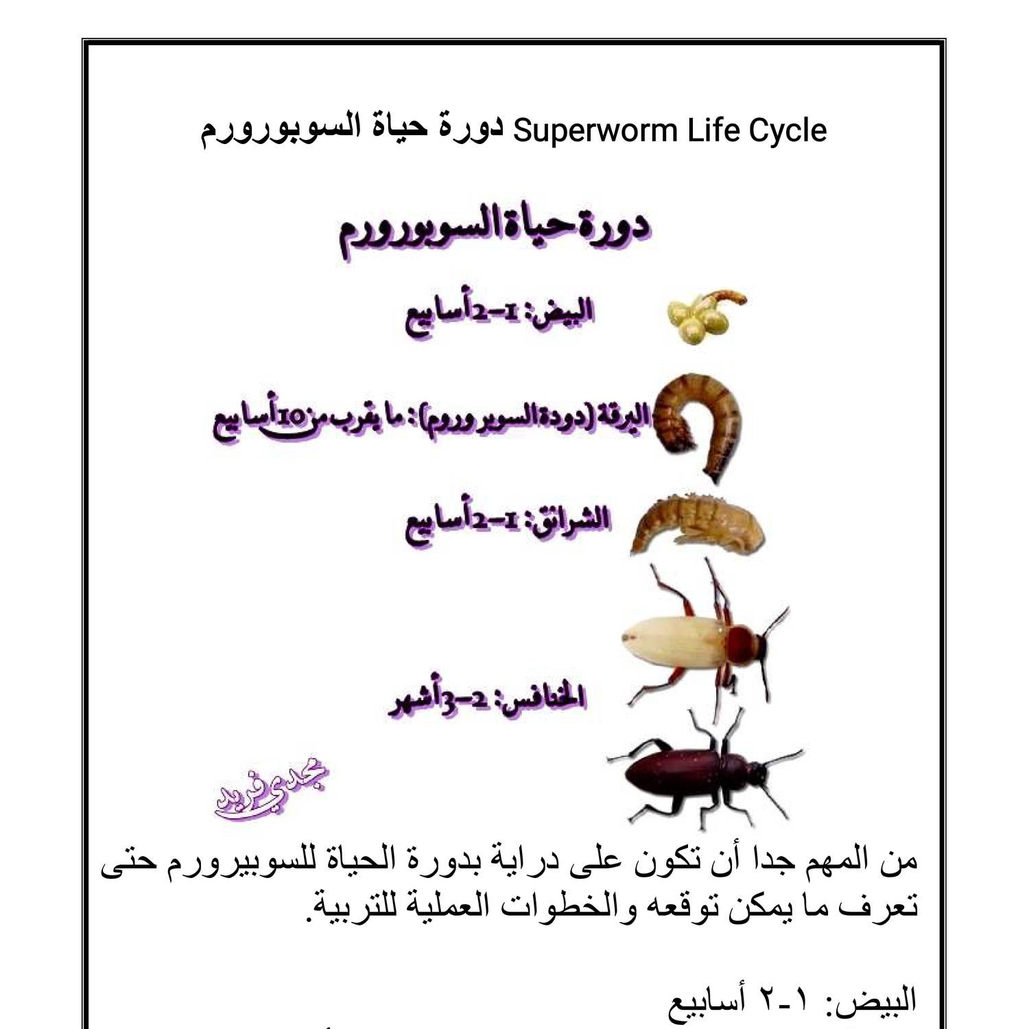 دورة حياة السوبورورم Superworm Life Cycle.pdf | DocDroid