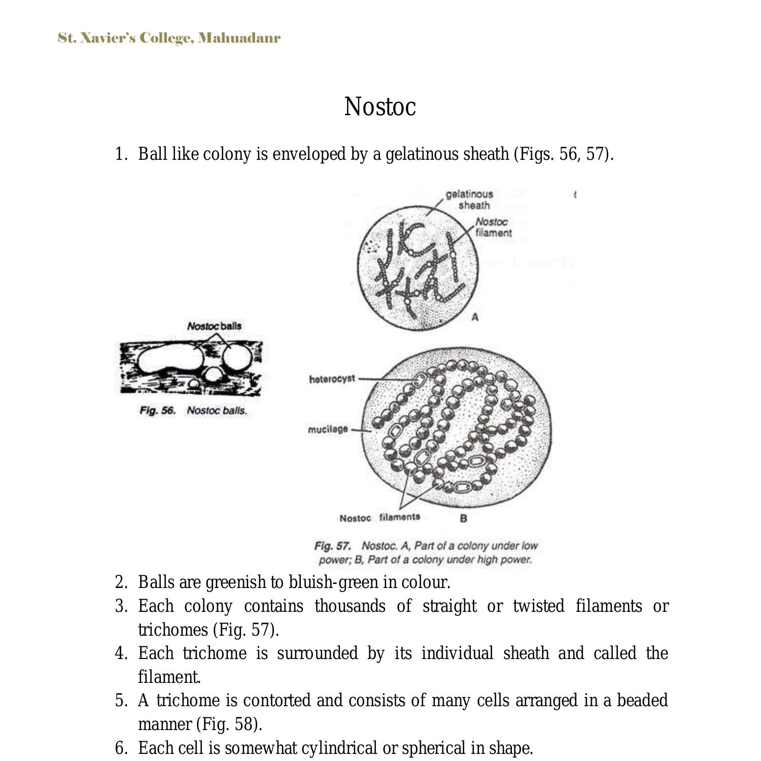 nostoc.pdf | DocDroid