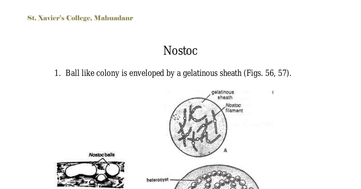 nostoc.pdf | DocDroid