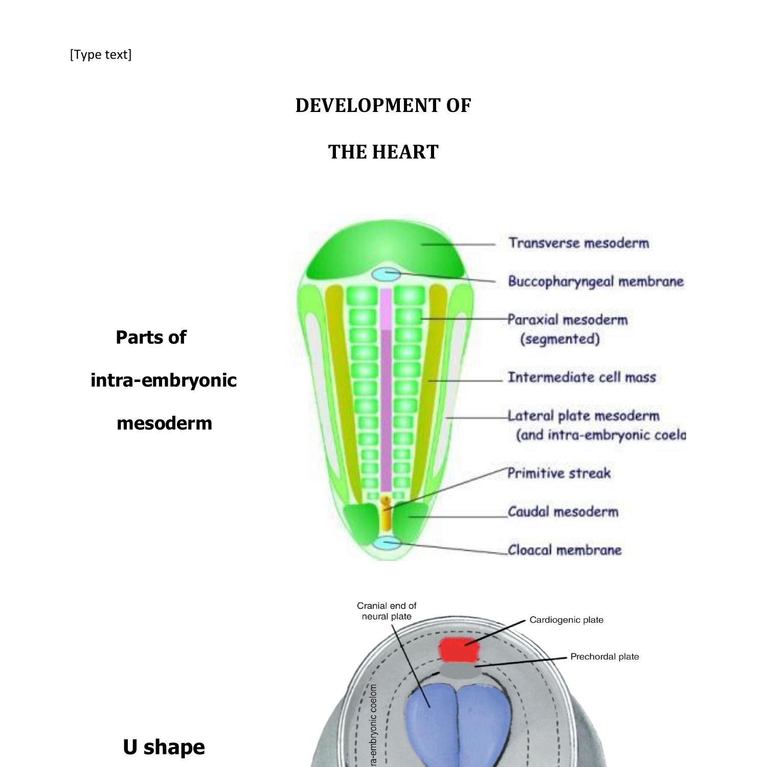 Development of heart 2020.docx | DocDroid