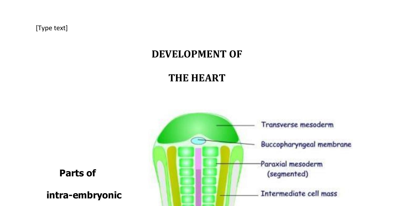 Development of heart 2020.docx | DocDroid