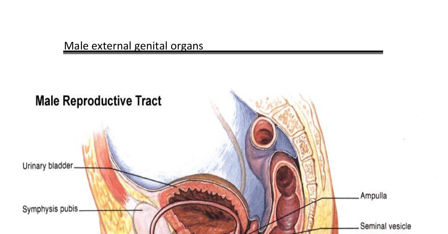 Anatomy Male Sex Organsdoc Docdroid 2510