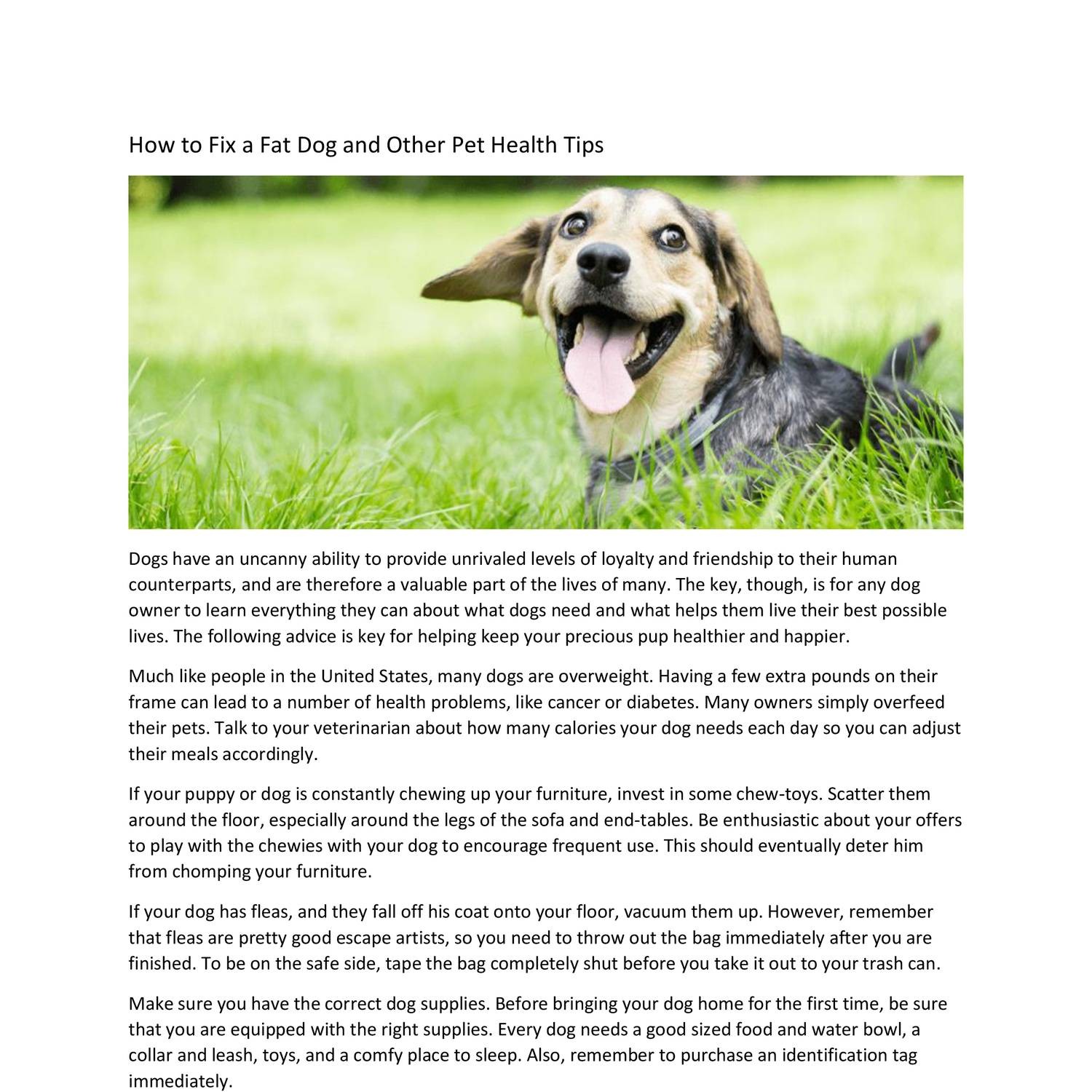 How To Fix A Fat Dog And Other Pet Health Tips pdf DocDroid