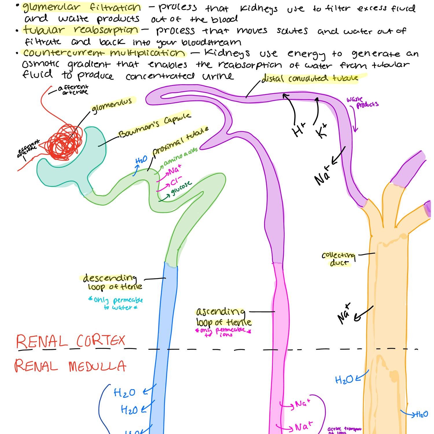 MCAT PACKET Body systems Reddit .pdf | DocDroid