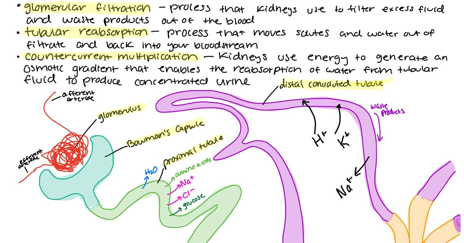The Excretory System External Anatomy Mcat 2018 Biology
